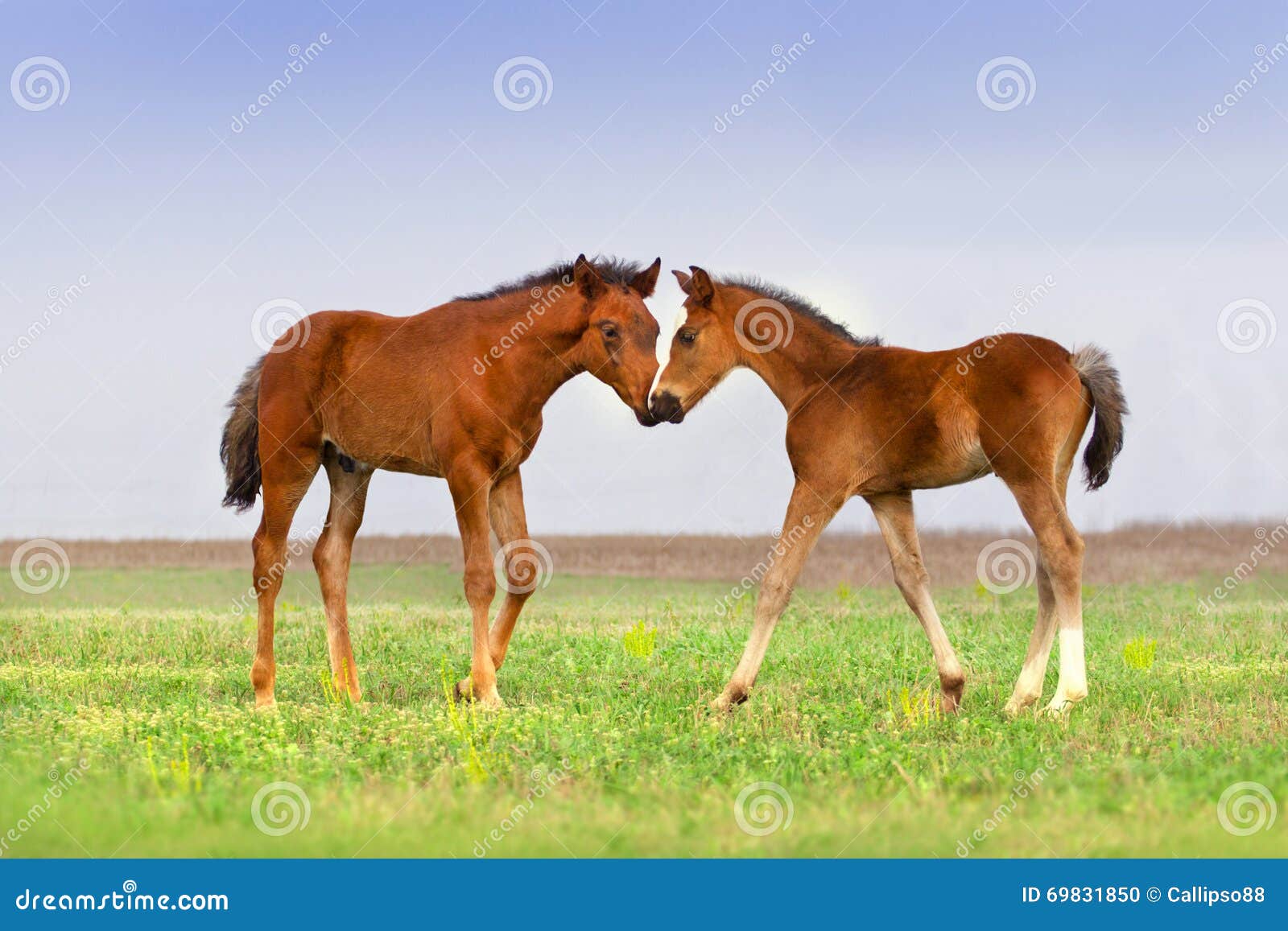 Two foal on pasture stock photo. Image of outside, beautiful - 69831850