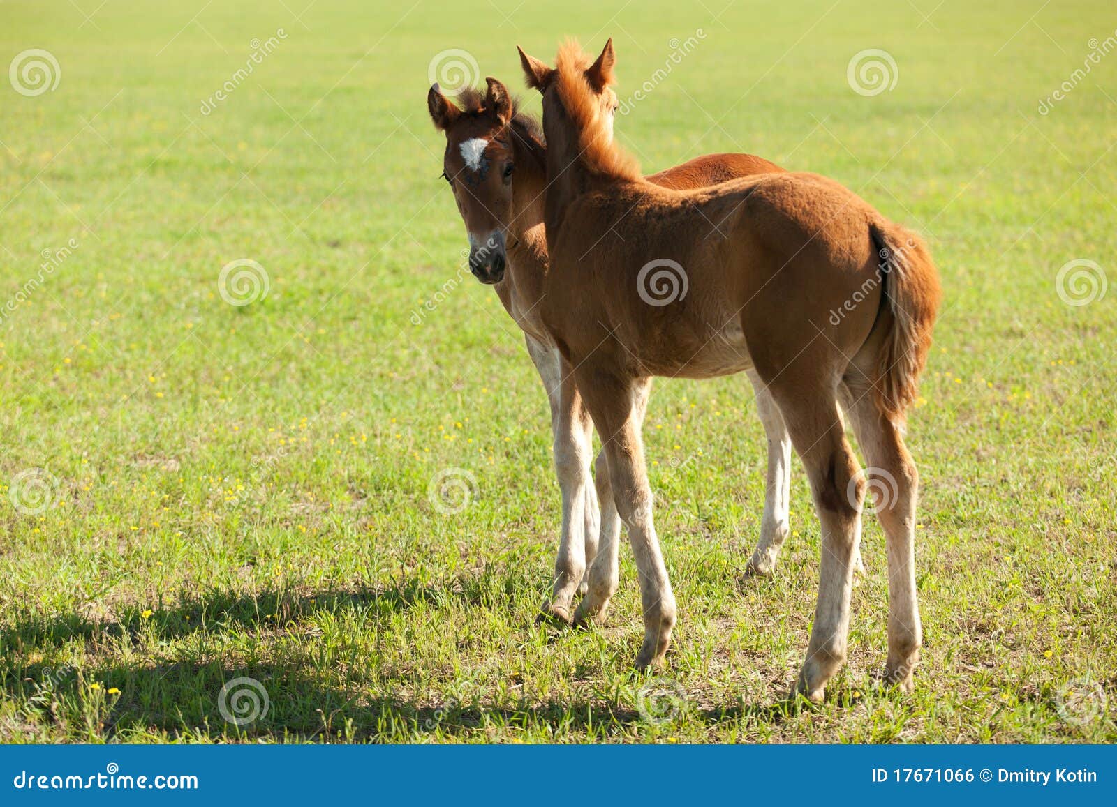 Two foals stock photo. Image of life, affection, friendship - 17671066