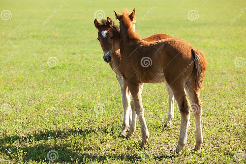 Two foals stock photo. Image of life, affection, friendship - 17671066