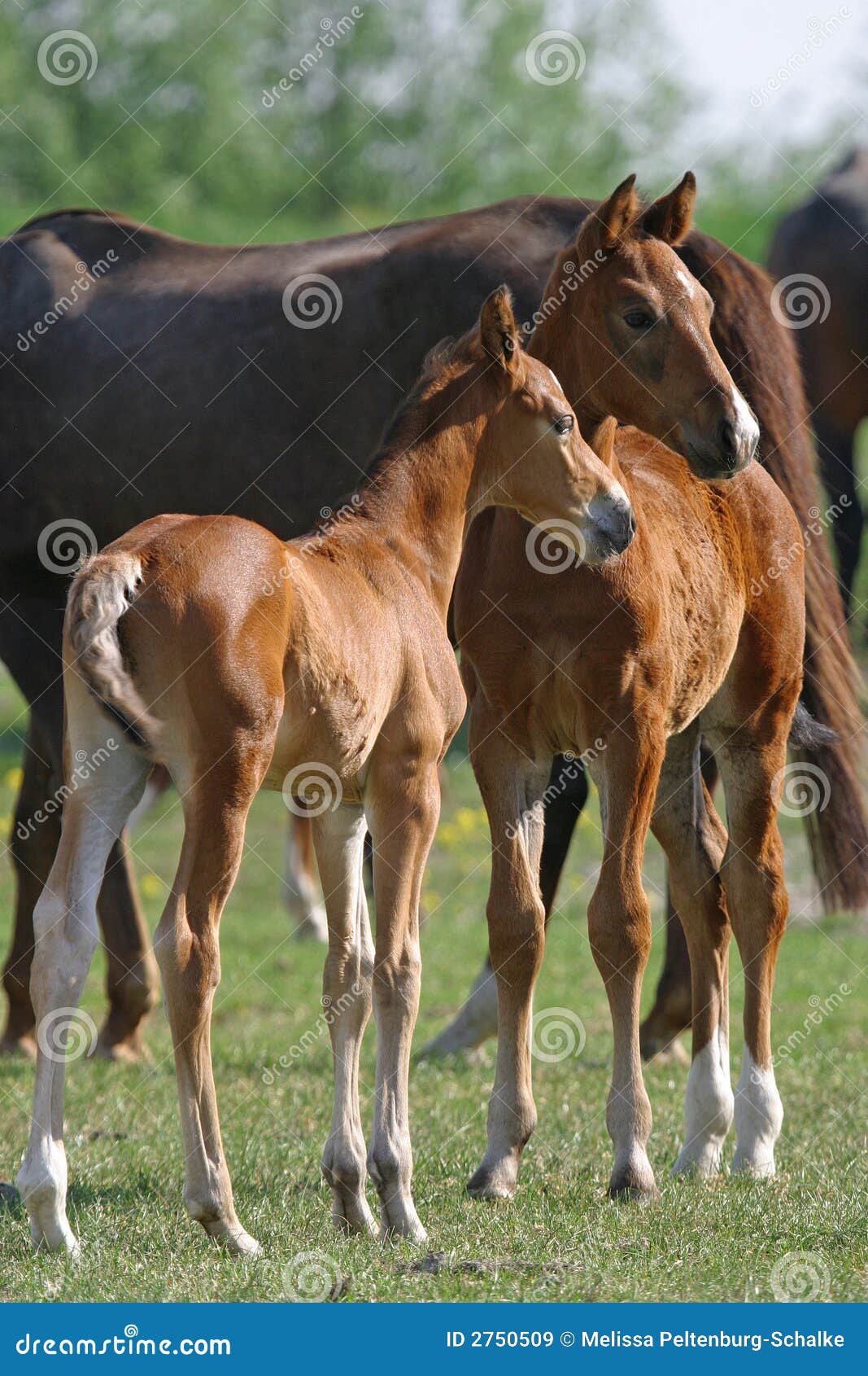 Two foals stock image. Image of eating, filly, foal, young - 2750509