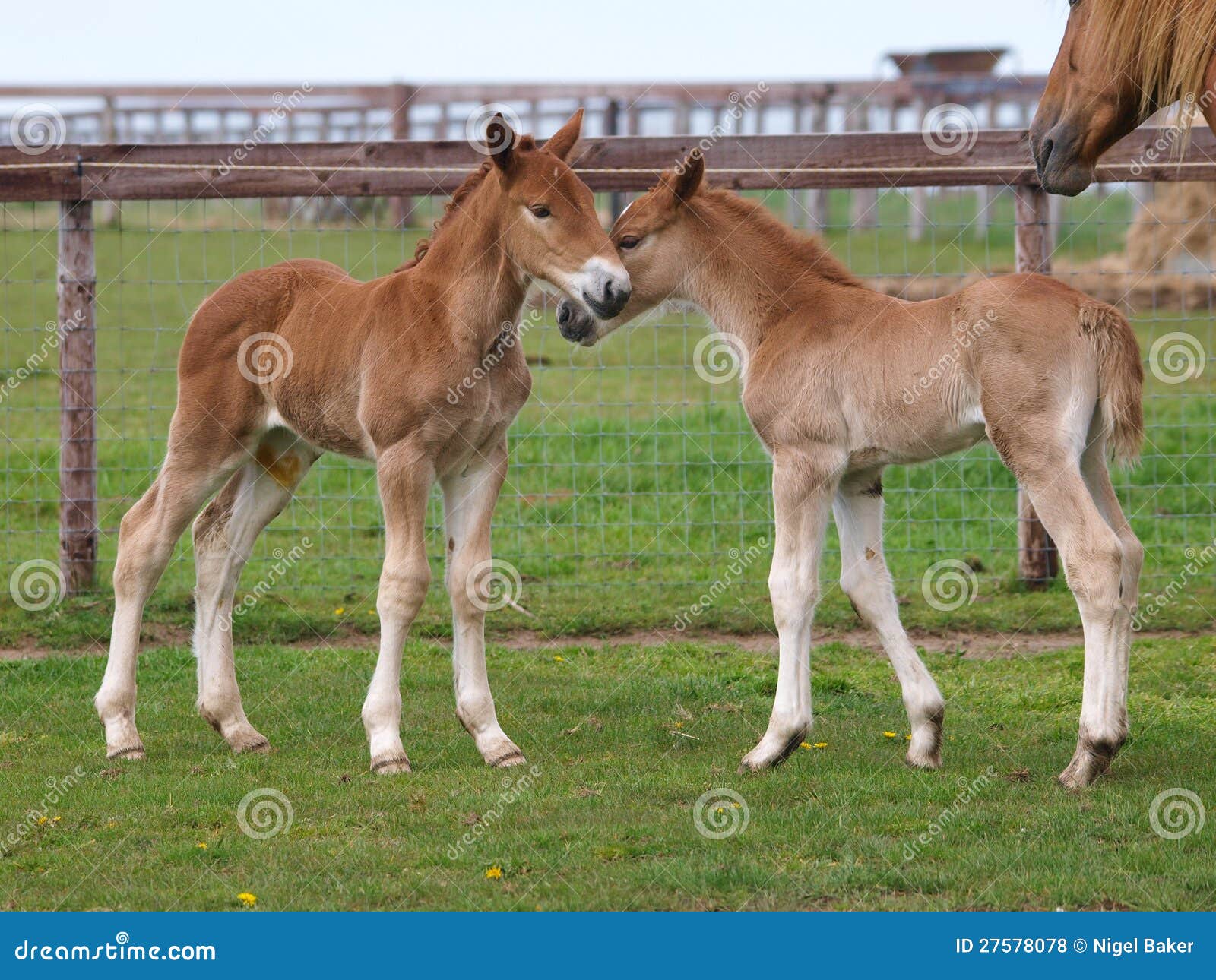Two Foals stock photo. Image of beauty, cute, mother - 27578078