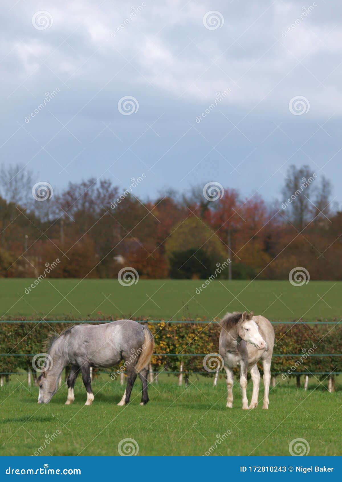 Two Foals stock image. Image of nature, head, pony, horse - 172810243