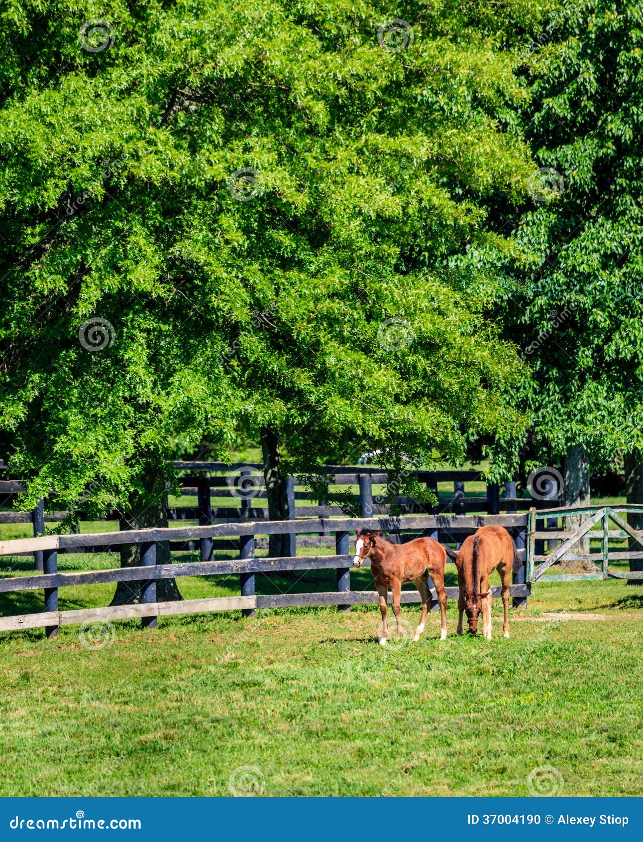 Two foals at a farm stock photo. Image of brown, mammal - 37004190