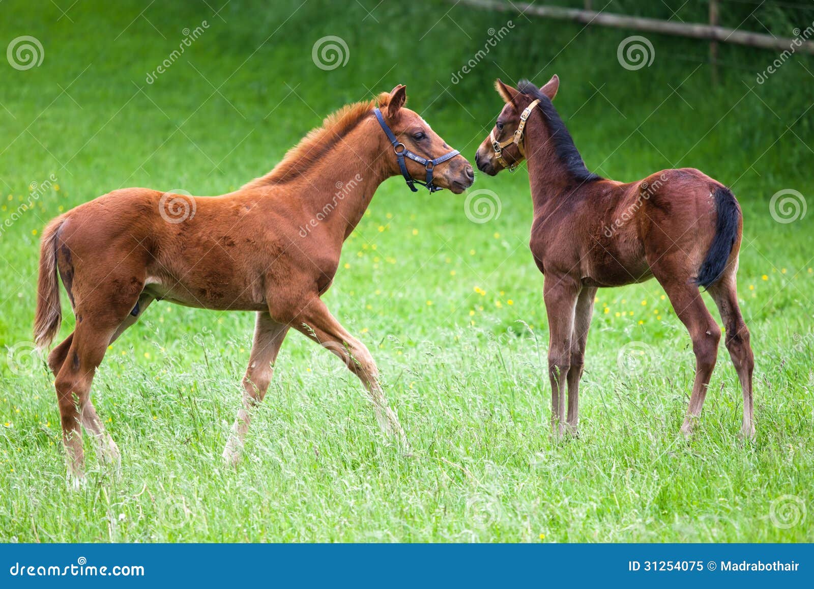 Two foals on the meadow stock image. Image of baby, animals - 31254075