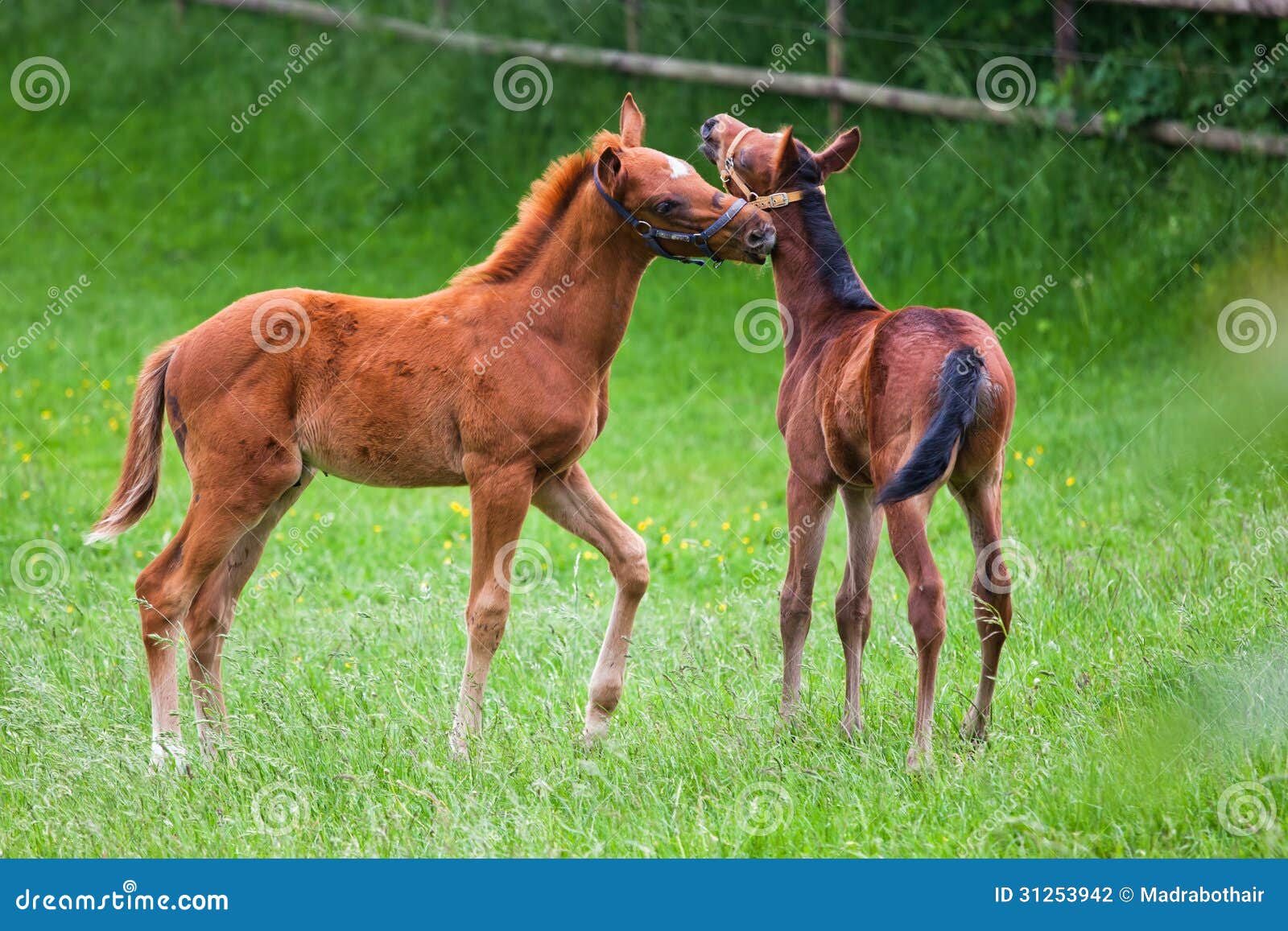 Two foals on the paddcock stock photo. Image of meadow - 31253942