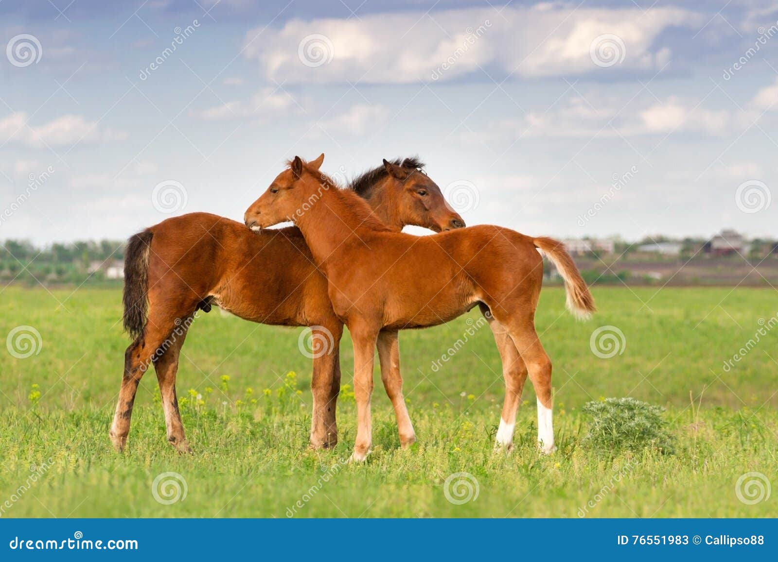 Two foals on pasture stock image. Image of foal, equine - 76551983