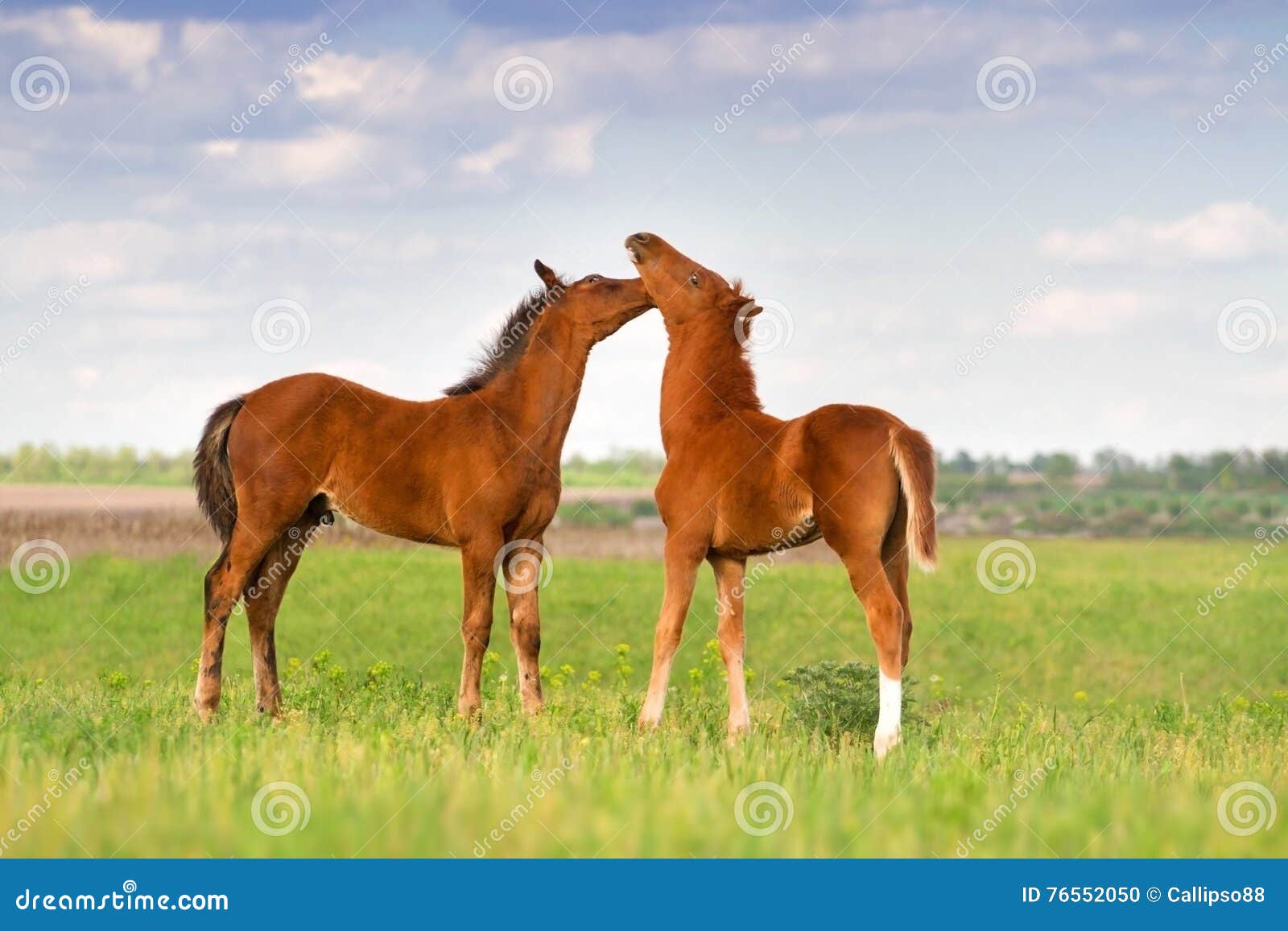 Two foals on pasture stock photo. Image of cute, horse - 76552050