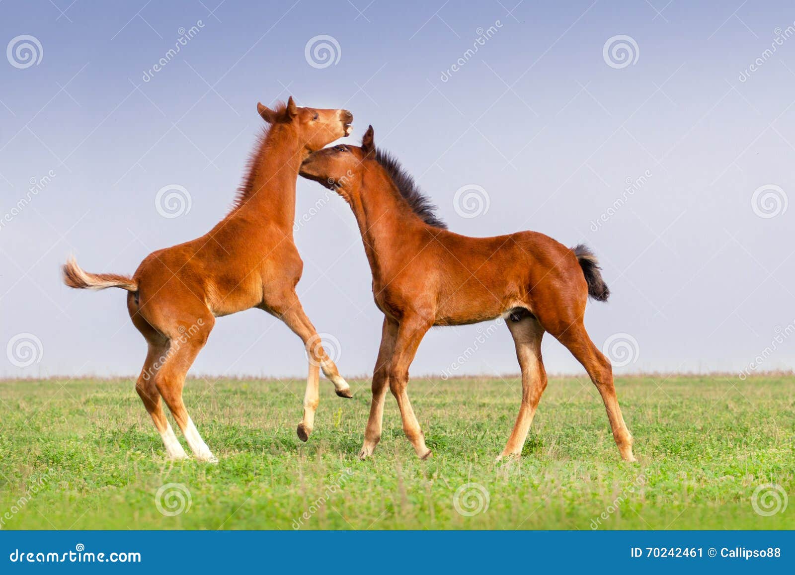 Two foals play stock image. Image of playing, foal, small - 70242461