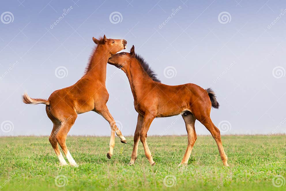 Two foals play stock image. Image of playing, foal, small - 70242461