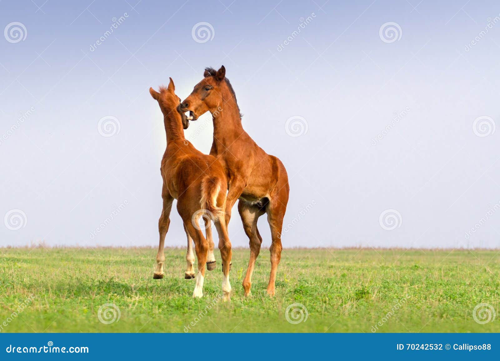 Two foals play stock photo. Image of green, summer, running - 70242532