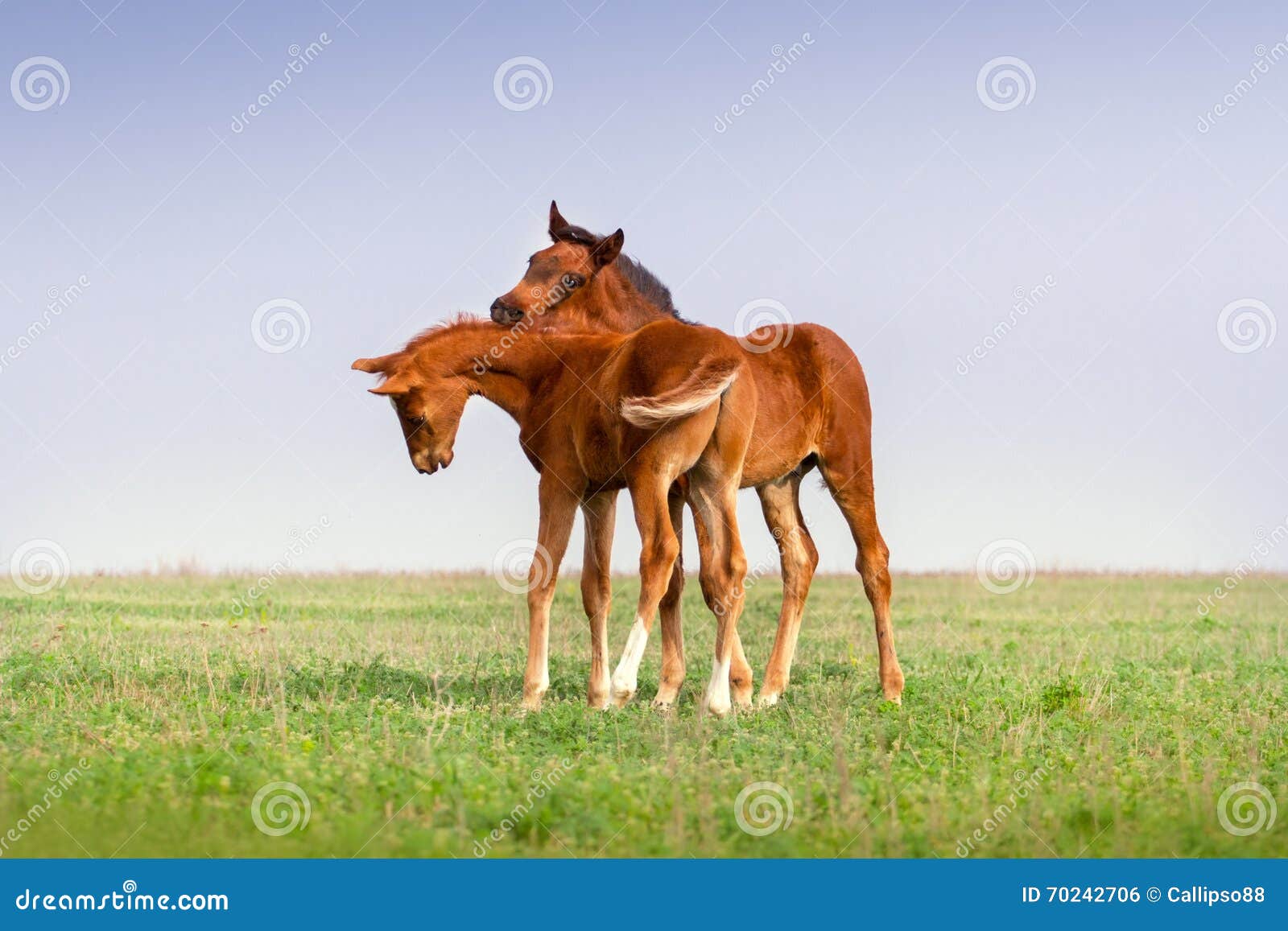 Two foals play stock photo. Image of little, nature, friendship - 70242706