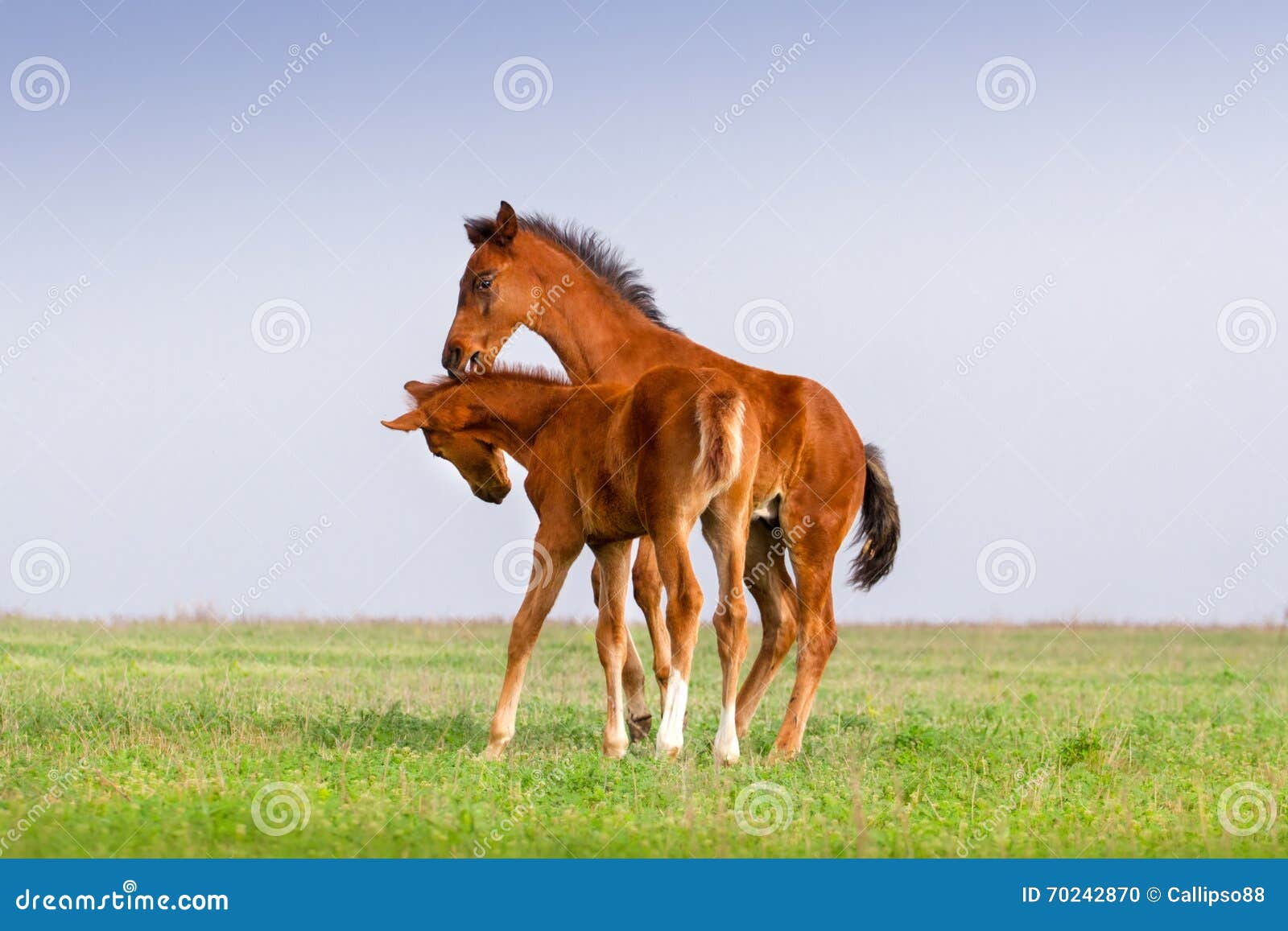 Two foals play stock photo. Image of small, outdoor, play - 70242870