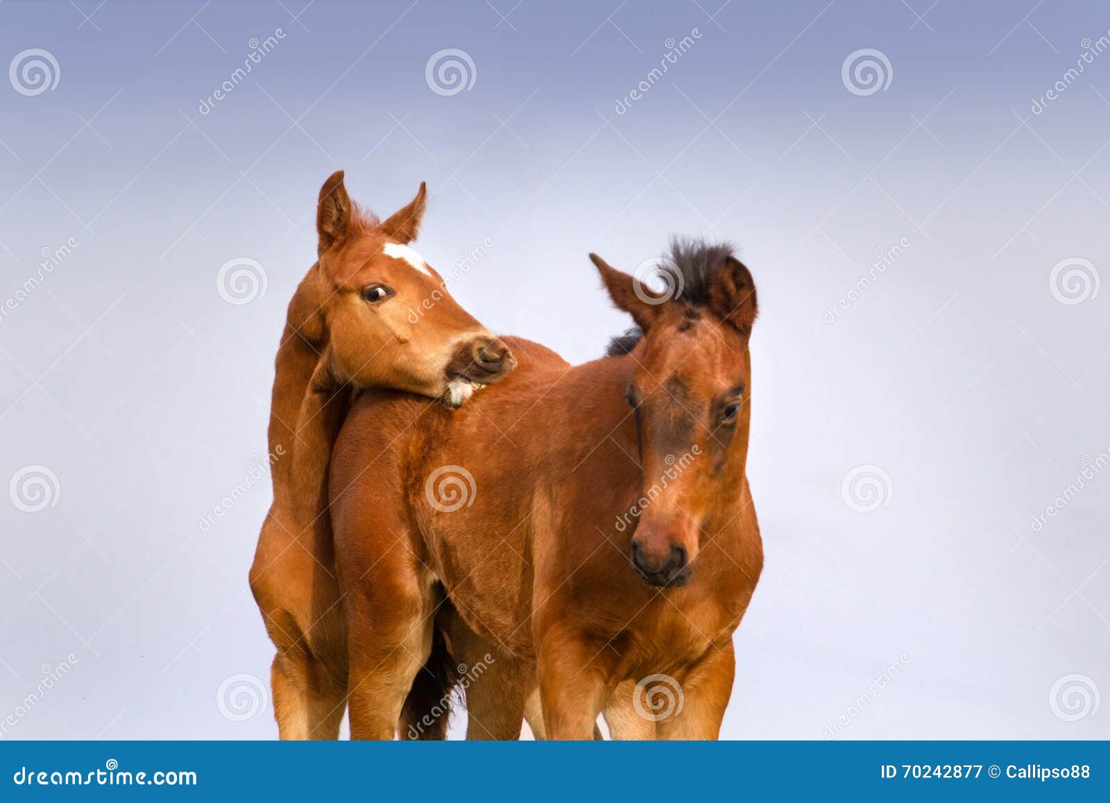 Two foals play stock image. Image of couple, foal, grass - 70242877