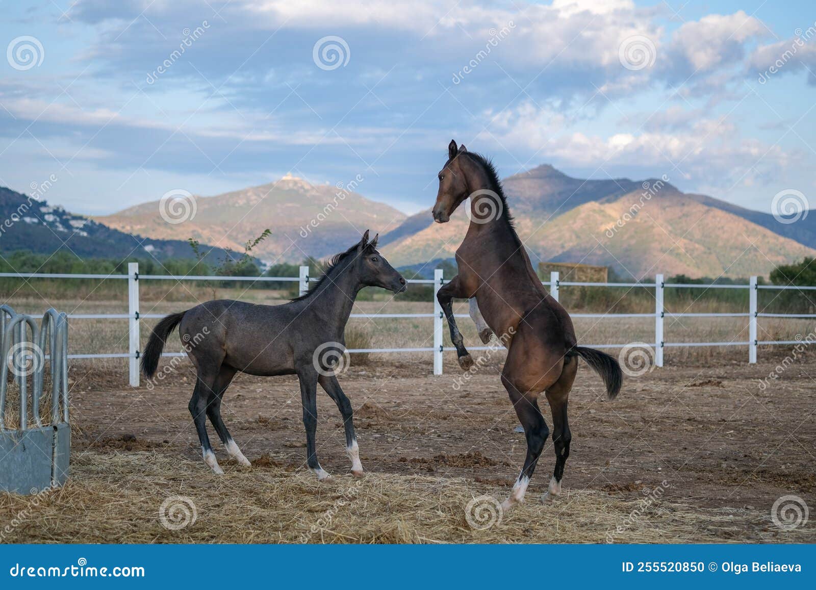 Two Foals Play in a Paddock on Mountains Background Stock Photo - Image ...