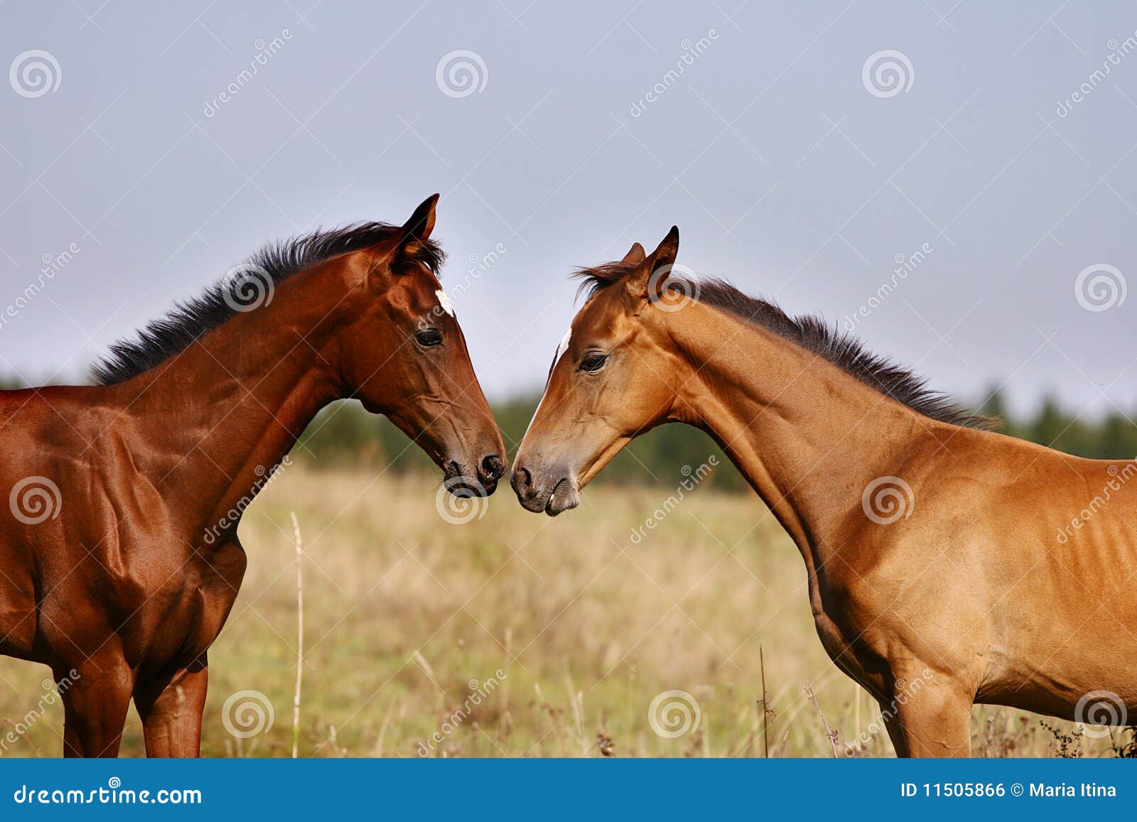 Two foals playing stock photo. Image of hoof, runner - 11505866