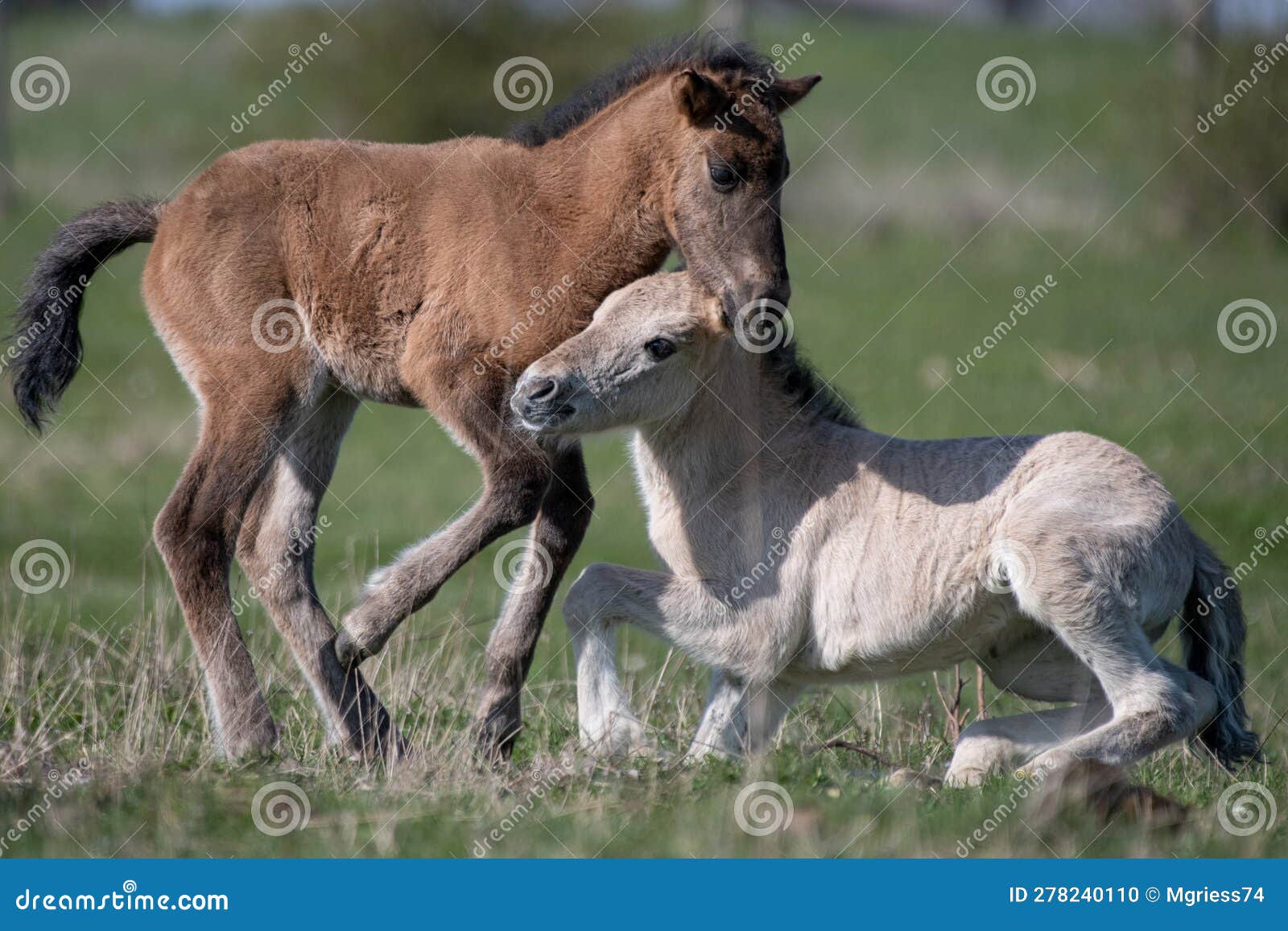 Two foals are playing stock photo. Image of fowl, bird - 278240110