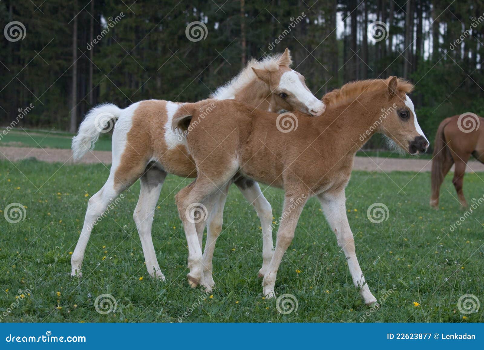 Two Foals Playing on Pasture Stock Image - Image of nature, domestic ...