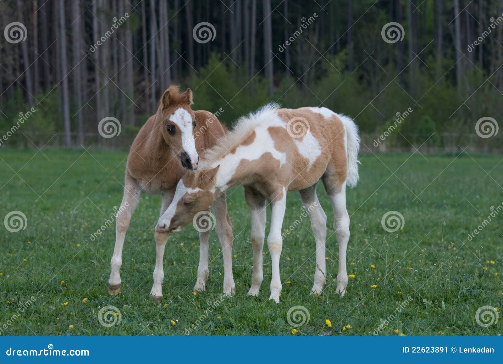 Two Foals Playing on Pasture Stock Image - Image of equestrian, happy ...