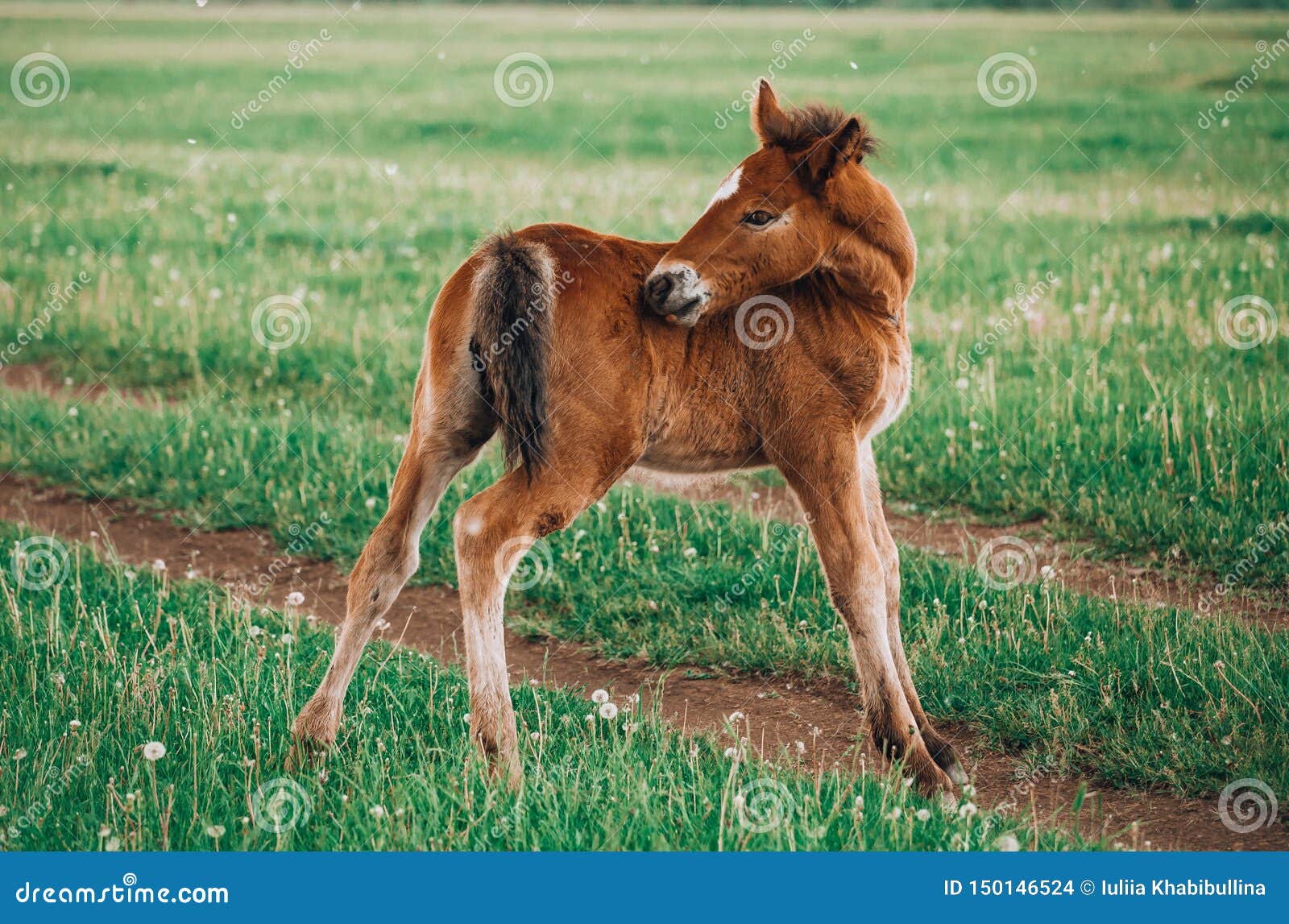 Two Foals Playing Together on the Maedow Stock Photo - Image of male ...