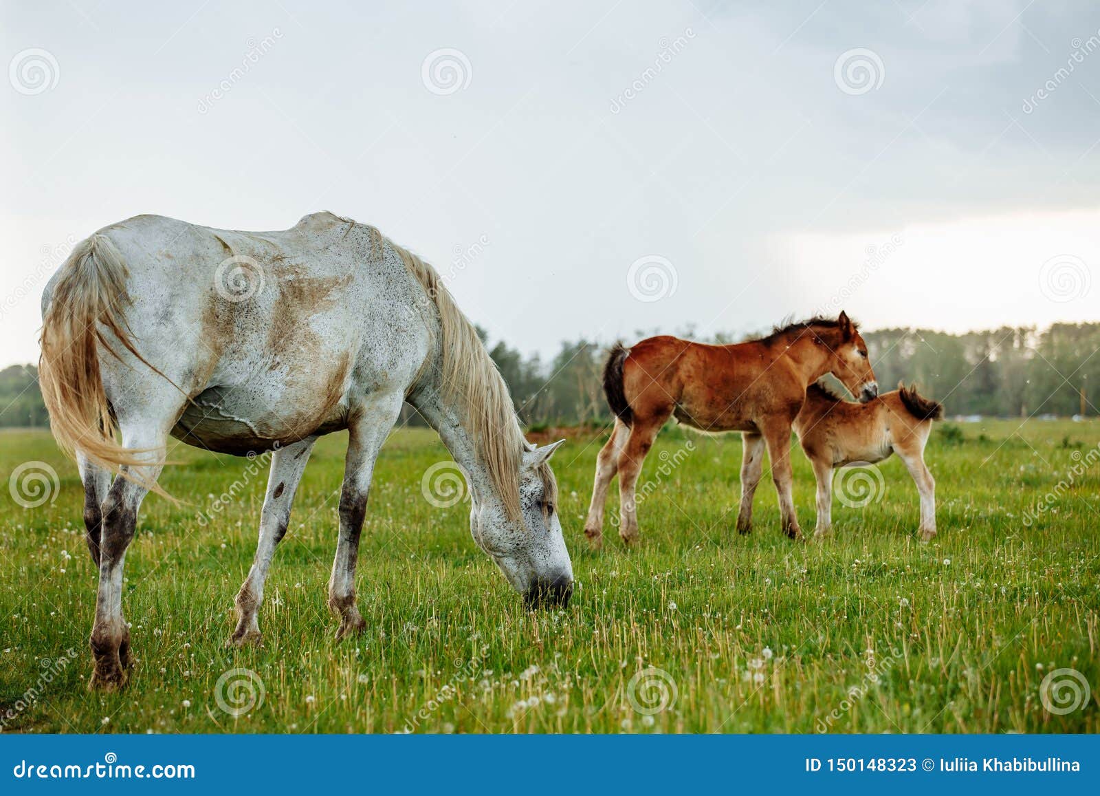 Two Foals Playing Together on the Maedow Stock Image - Image of baby ...