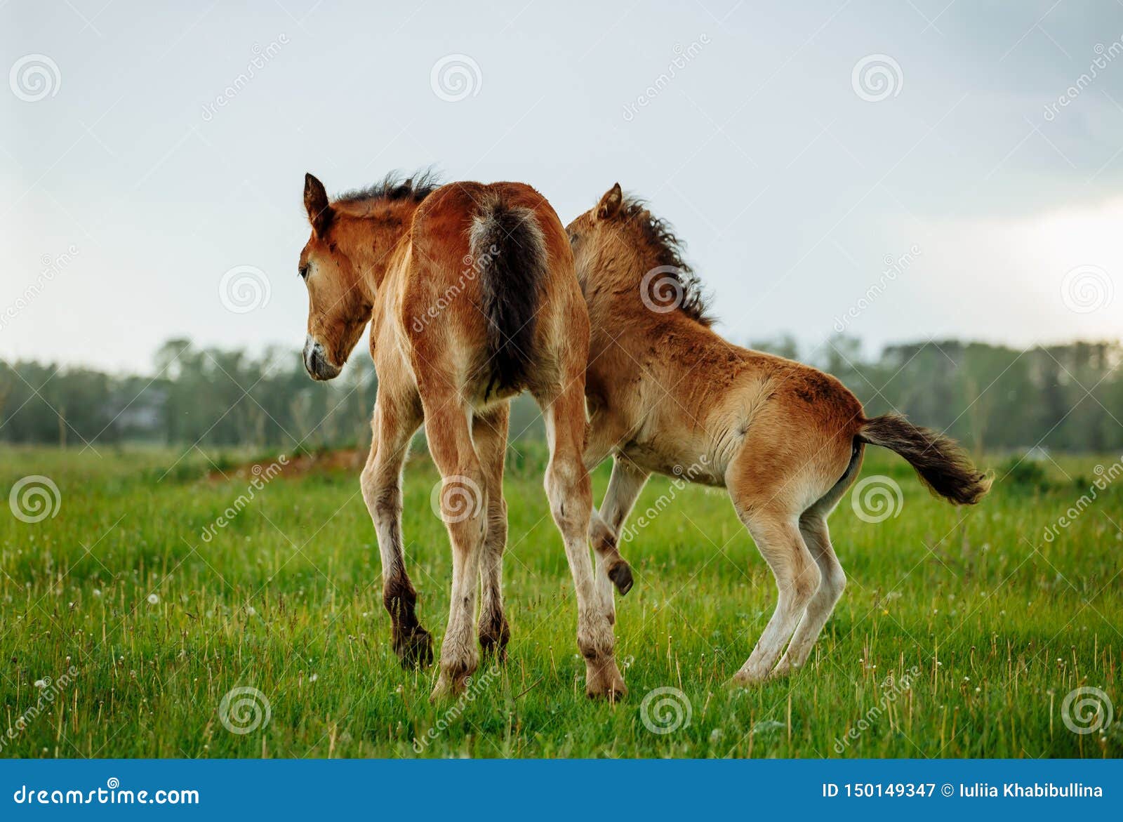 Two Foals Playing Together on the Maedow Stock Image - Image of mammal ...
