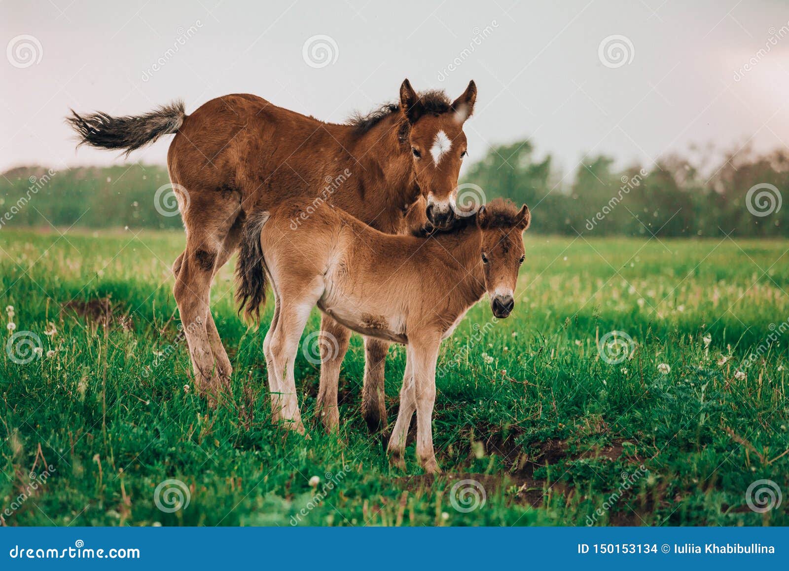 Two Foals Playing Together on the Maedow Stock Photo - Image of cute ...