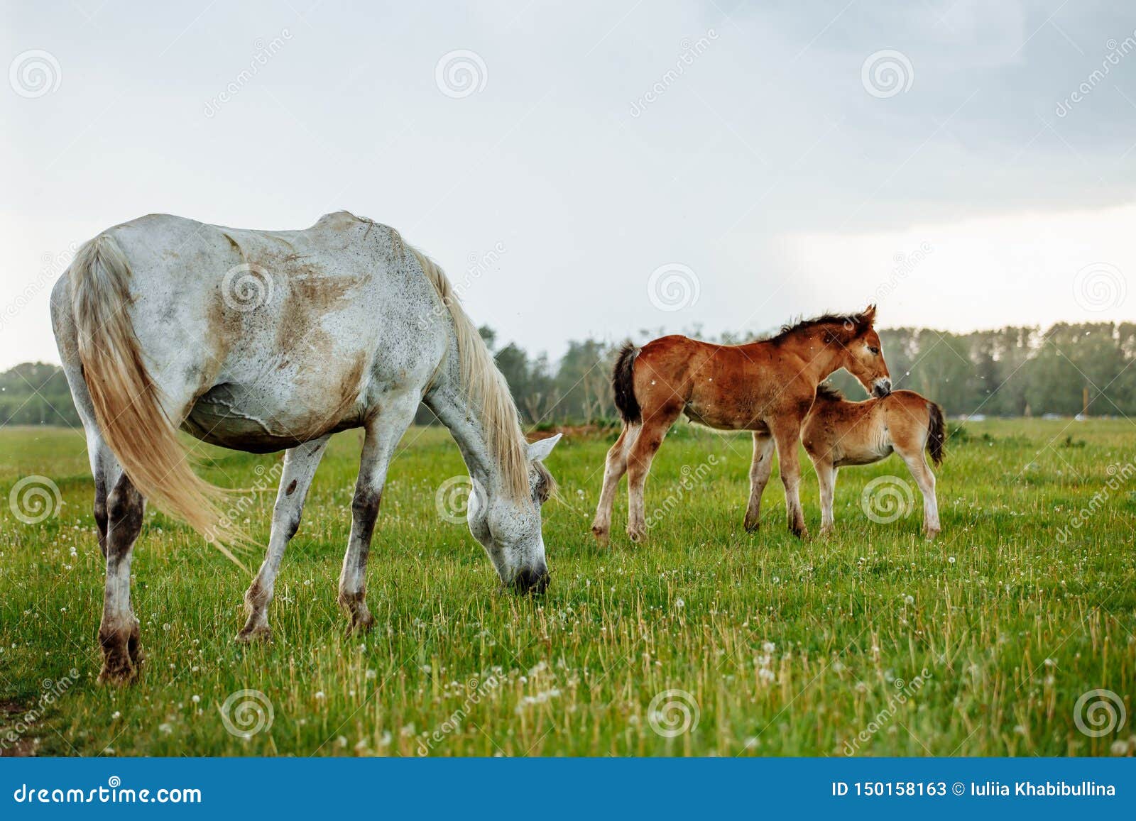 Two Foals Playing Together on the Maedow Stock Image - Image of mane ...