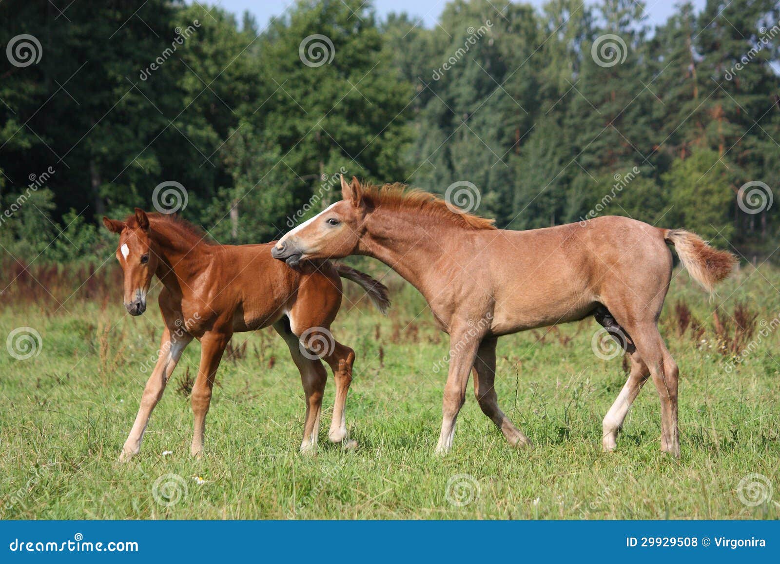 Two Foals Playing Together at the Pasture Stock Photo - Image of happy ...