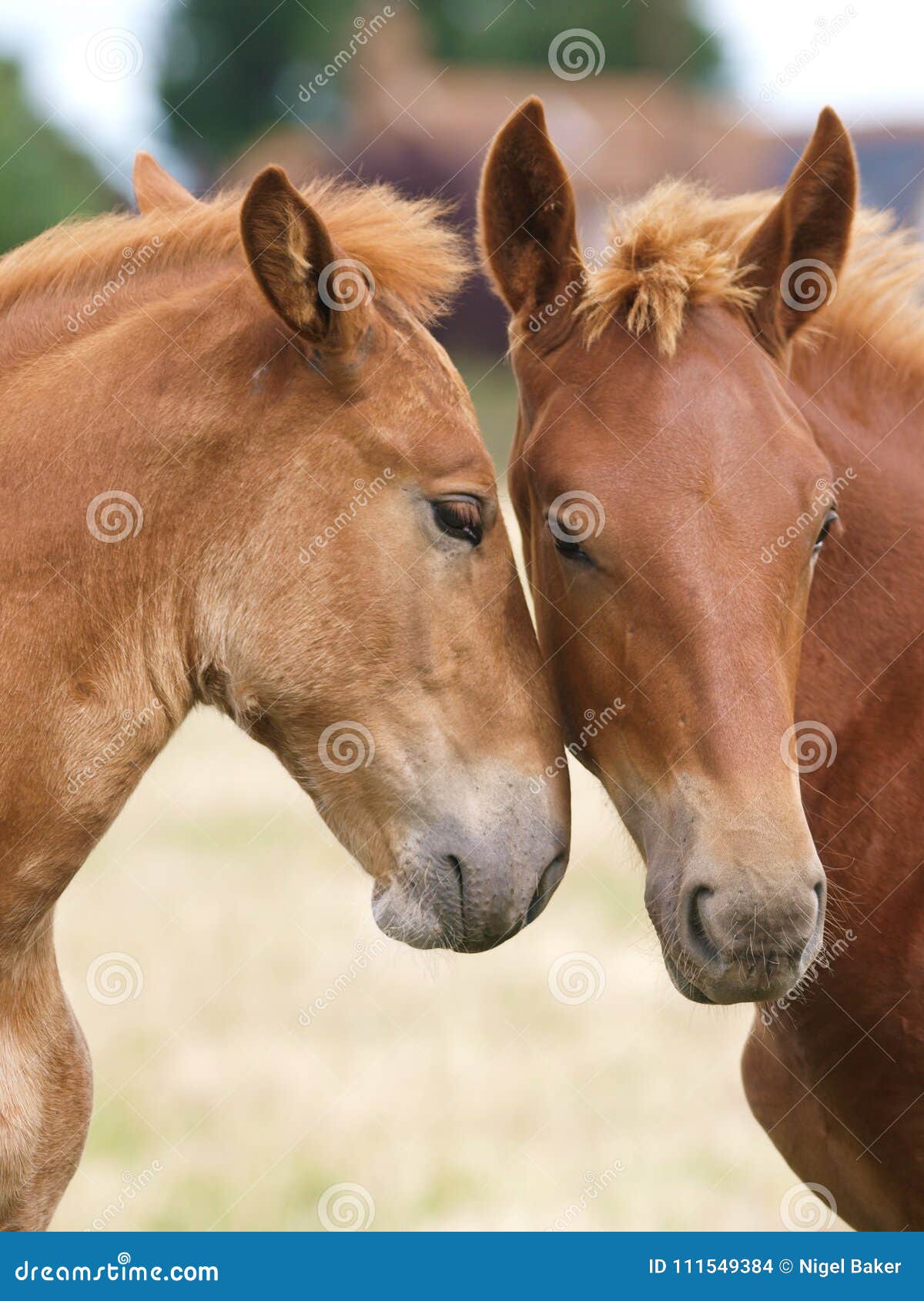 Two Foals Playing stock photo. Image of graze, mare - 111549384