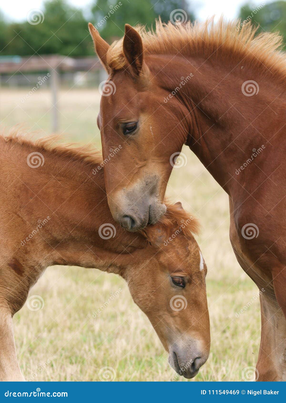 Two Foals Playing stock image. Image of freedom, mare - 111549469