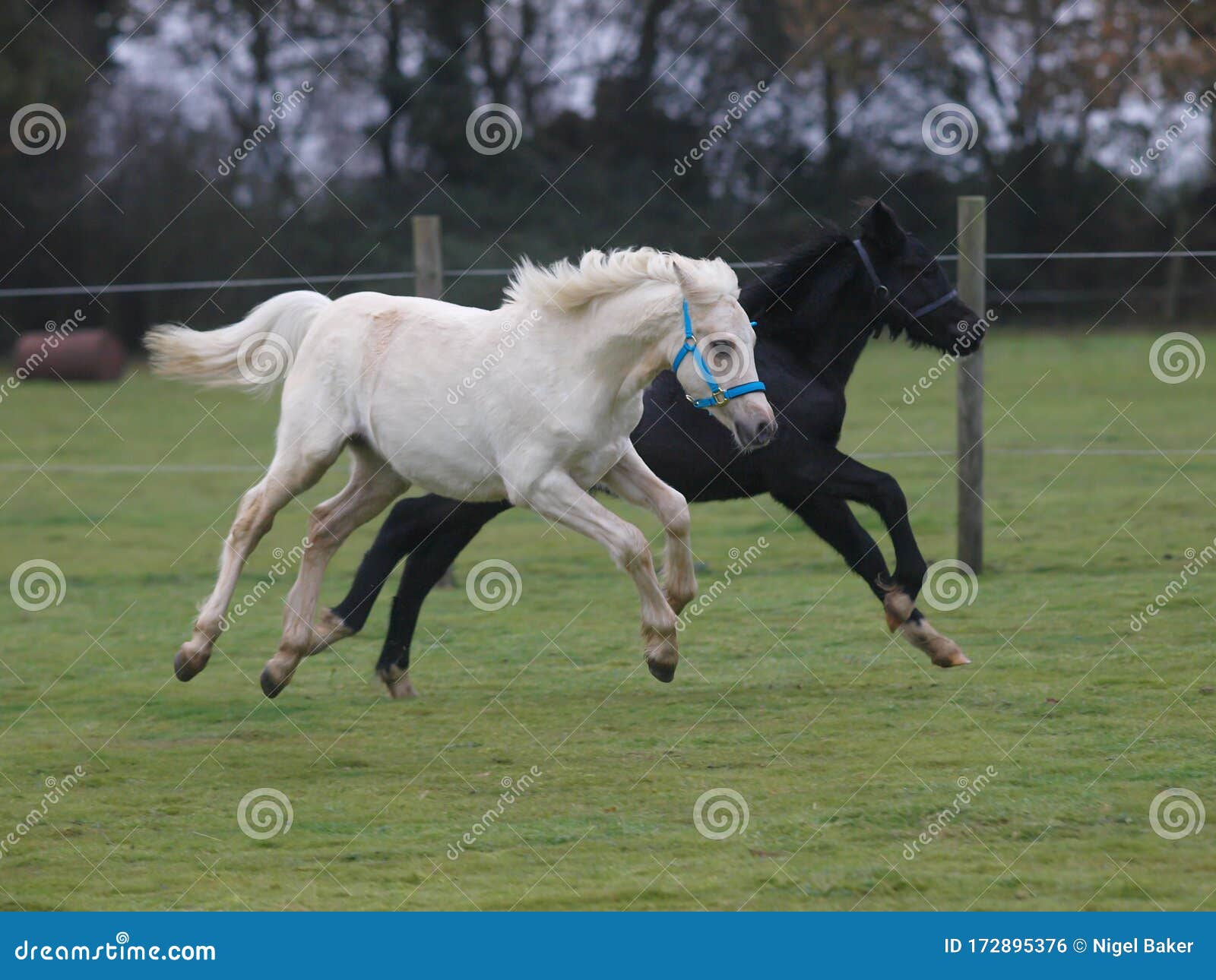 Two Foals Playing stock photo. Image of country, liberty - 172895376