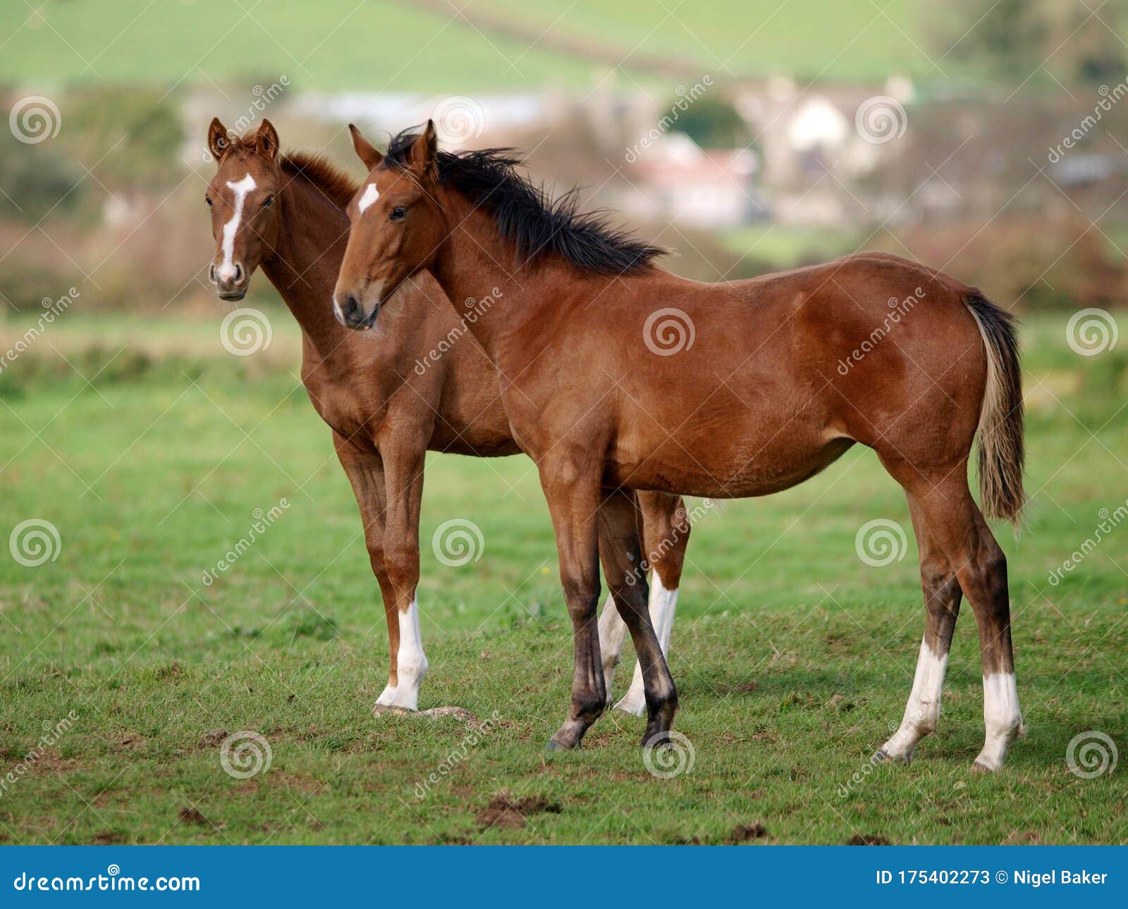 Two Foals stock image. Image of pretty, equine, beautiful - 175402273