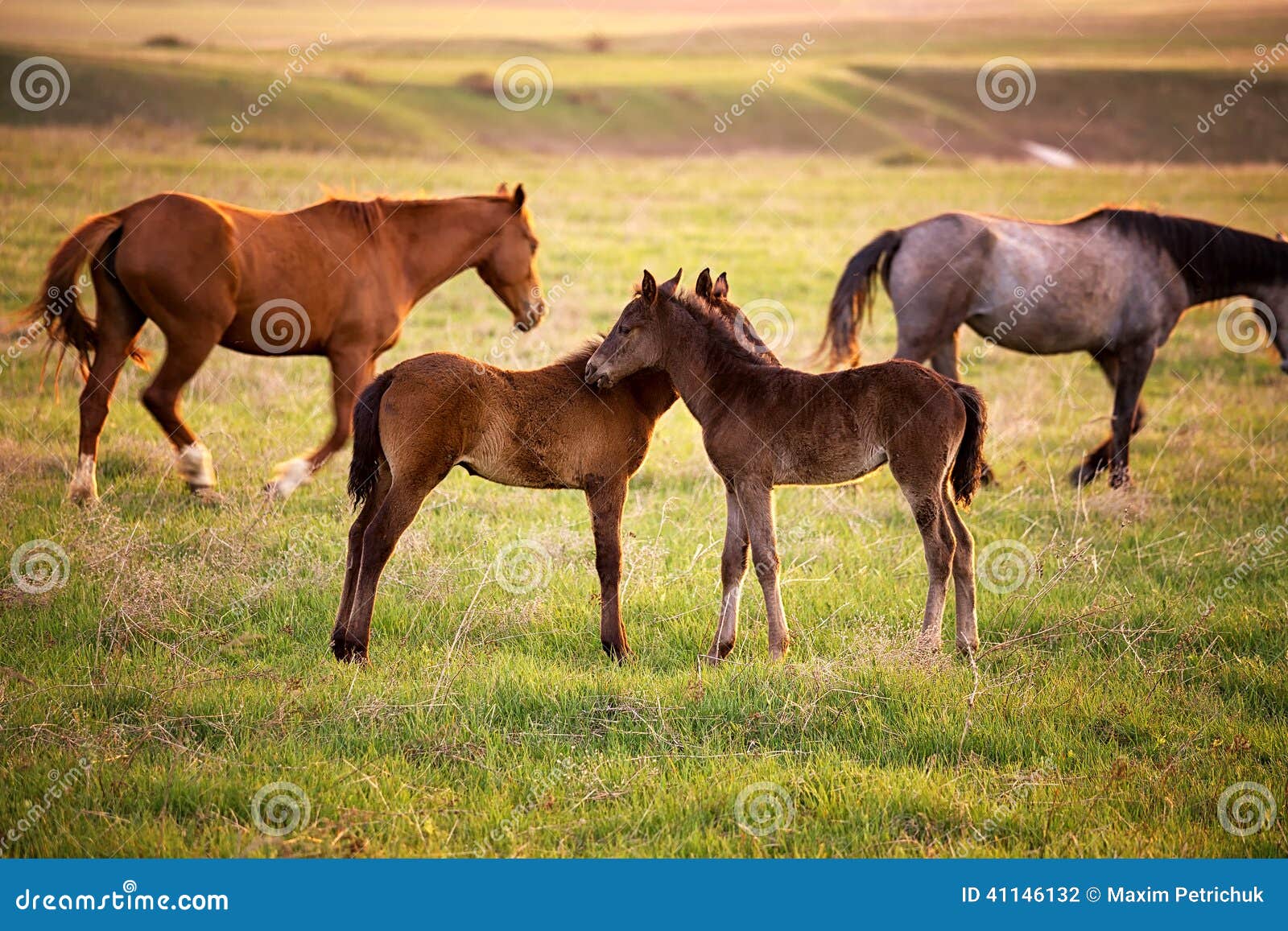 Two Foals Running for a Mare Stock Photo - Image of group, green: 41146132