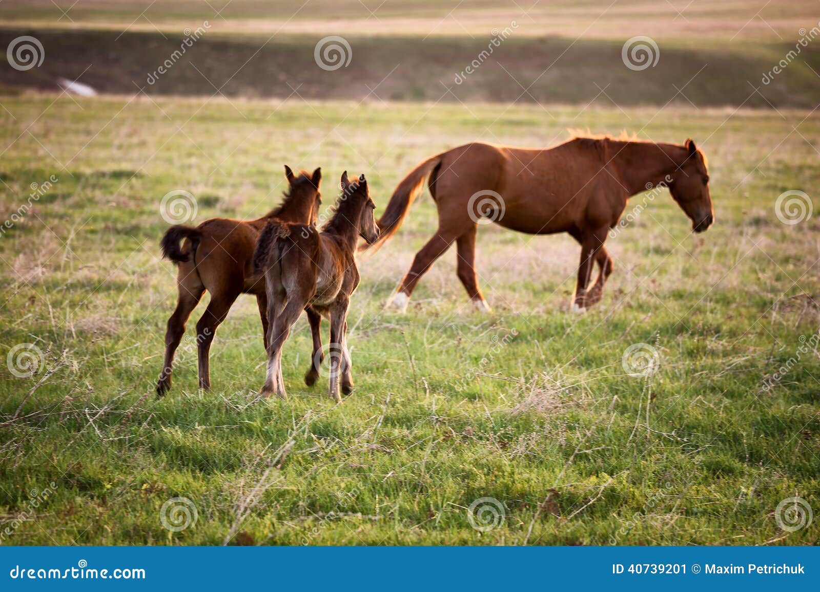 Two Foals Running for a Mare Stock Image - Image of horses, flowers ...