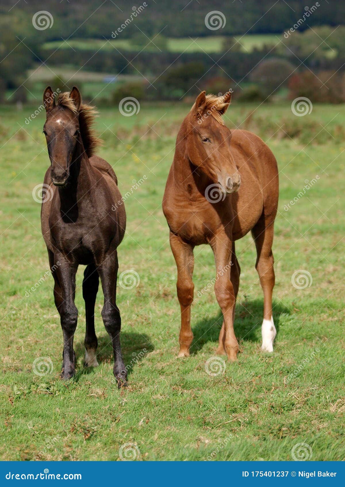 Two Foals stock image. Image of countryside, ears, foals - 175401237