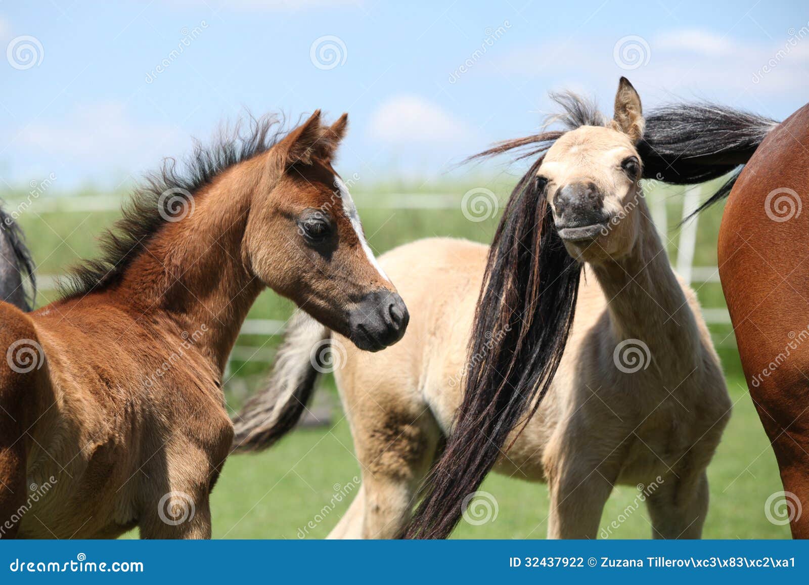 Two Foals of Welsh Mountain Pony Stock Photo - Image of young, foal ...
