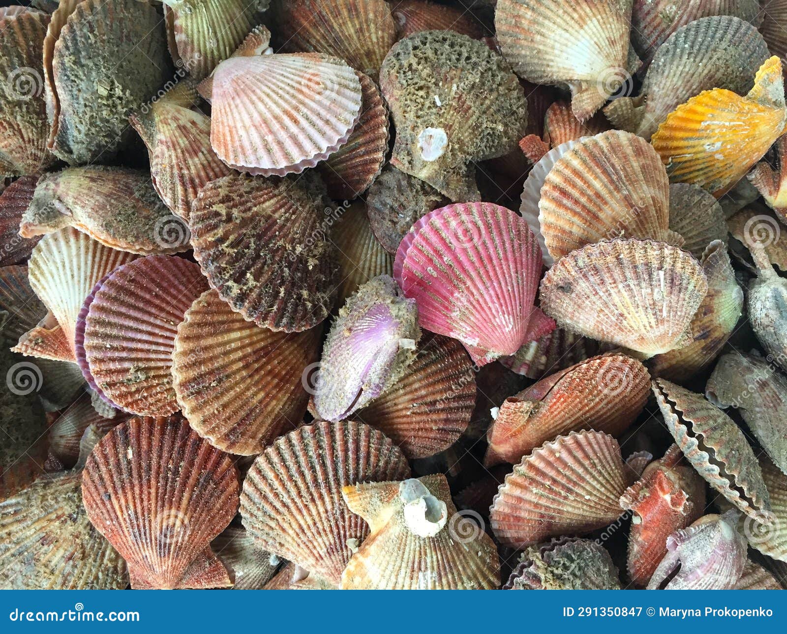 Two-fold Flat Shells of Sea Clams. Colourful Shells of Yellow, Pink ...