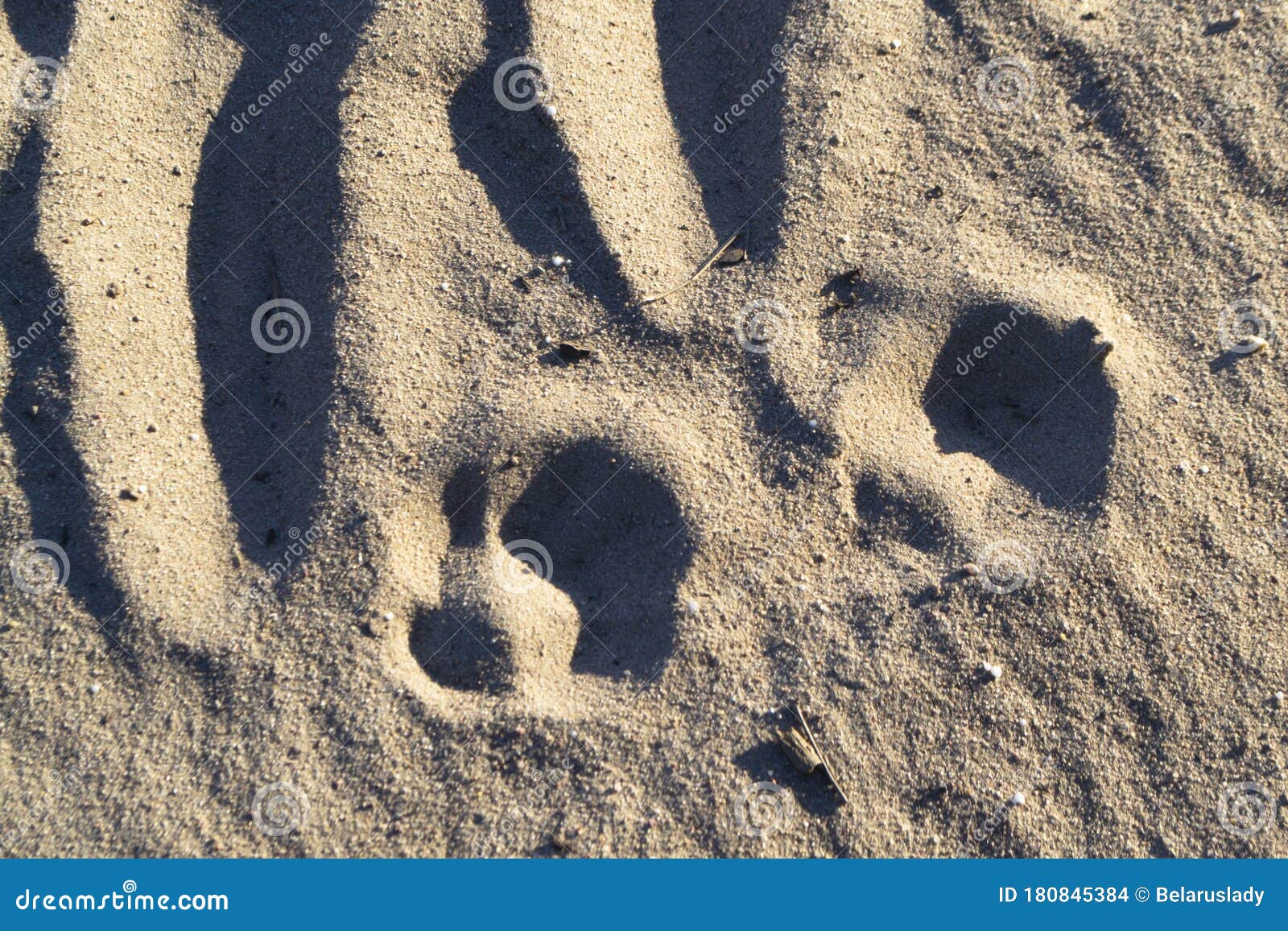 Two Footprint of a Wolf Texture Background. Wild Forest Stock Photo ...