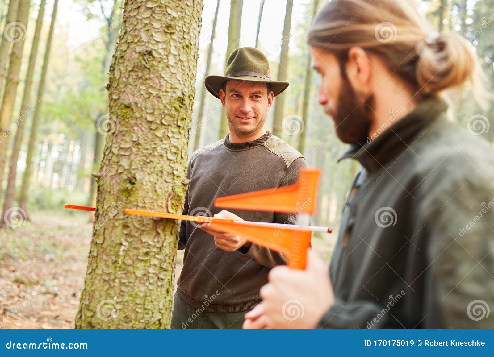 Two Foresters Determine the Wood Volume of Tree Stock Image - Image of ...