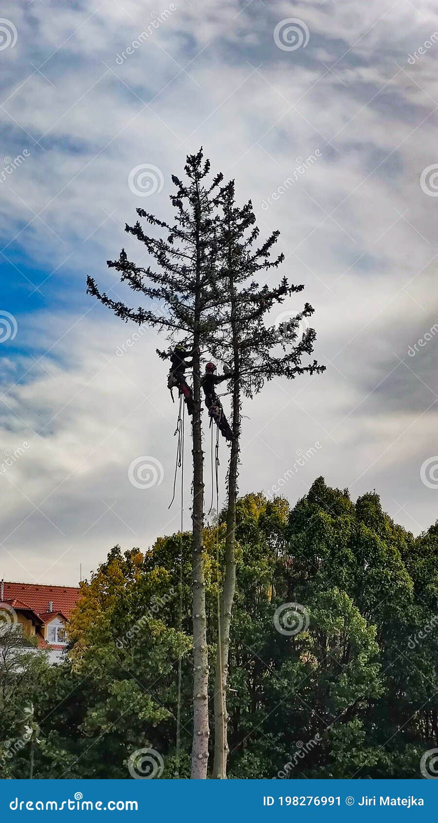 Two Foresters Forging a Tree Stock Image - Image of forging, grass ...
