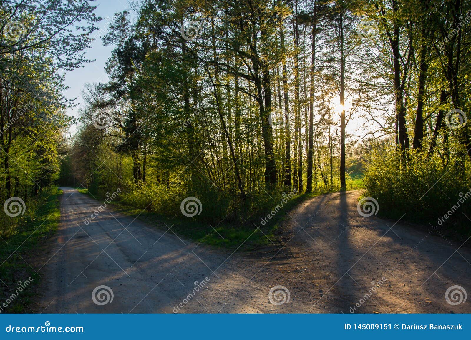Two Forked Roads in the Forest Illuminated by the Sun Stock Image ...