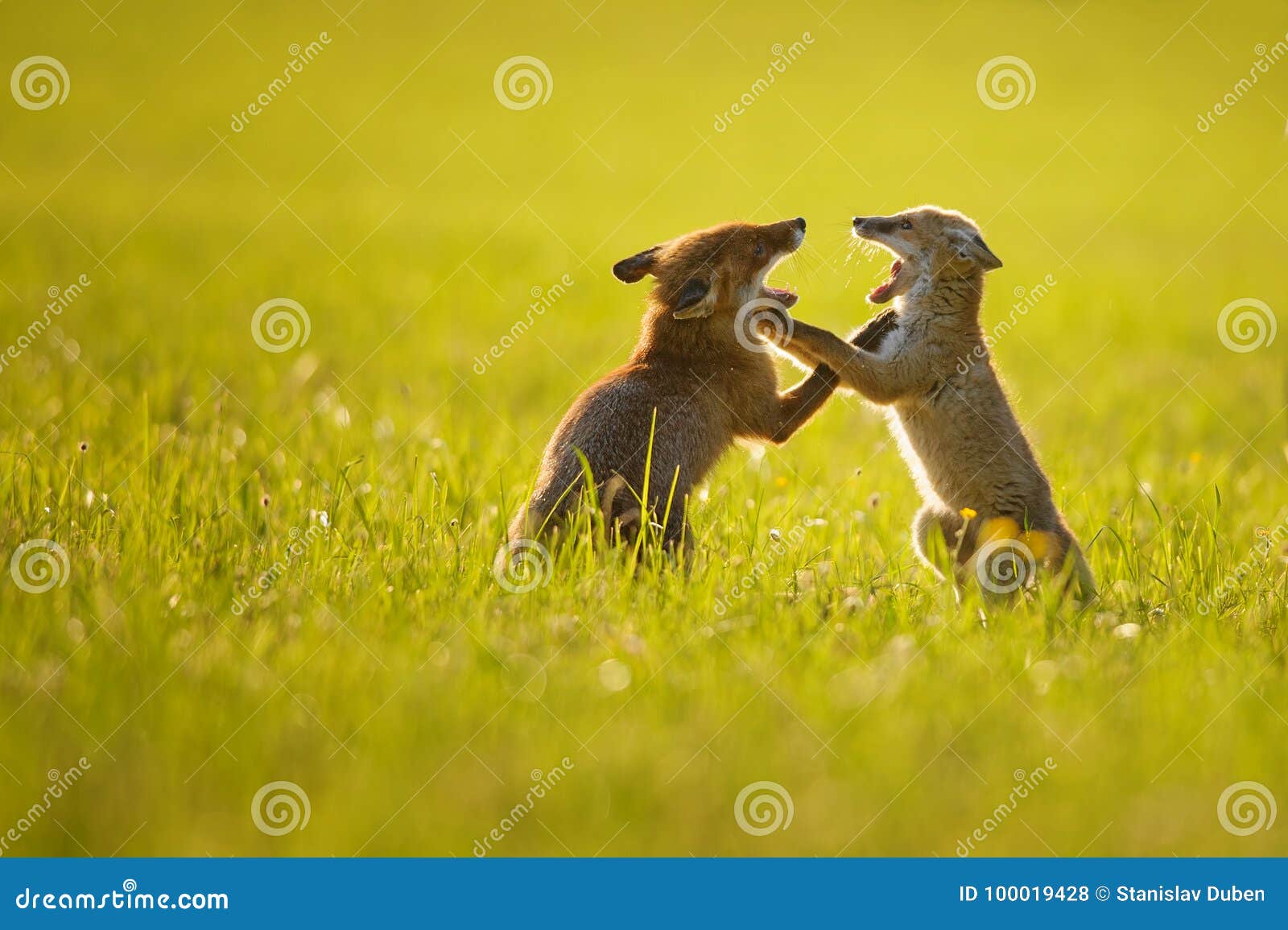 Two Fox Cubs Playing in Summer Sunset Stock Photo - Image of animal ...