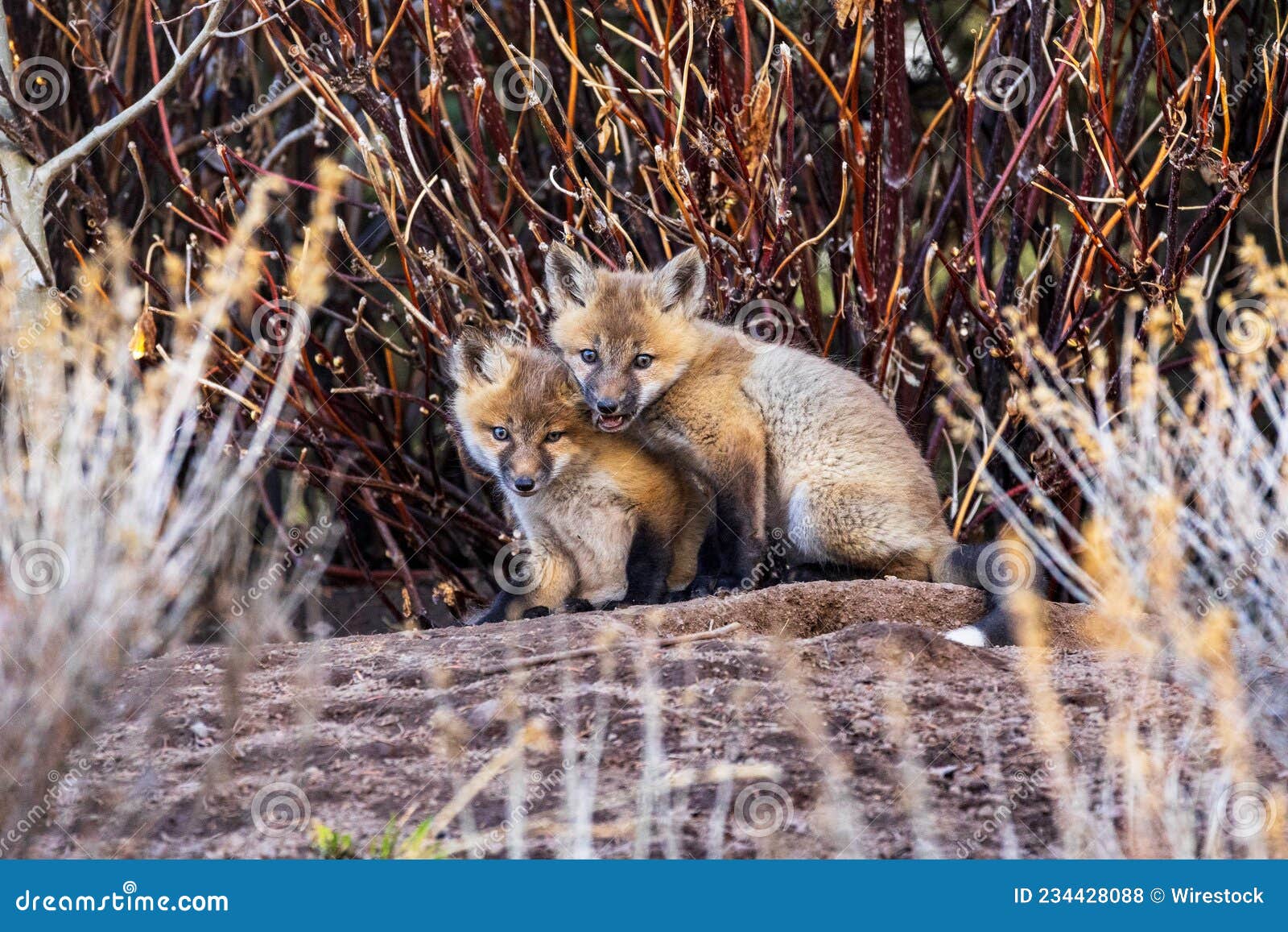 Two Fox Kits in the Forest. Beautiful Animals Stock Photo - Image of ...