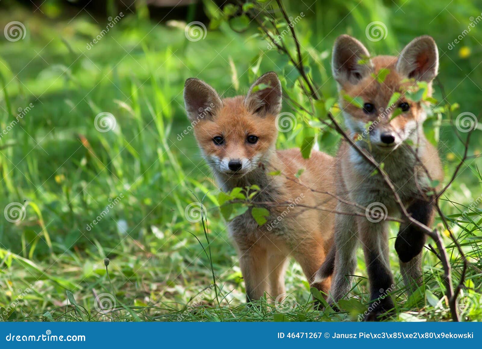 Two foxes in a clearing stock image. Image of wildlife - 46471267