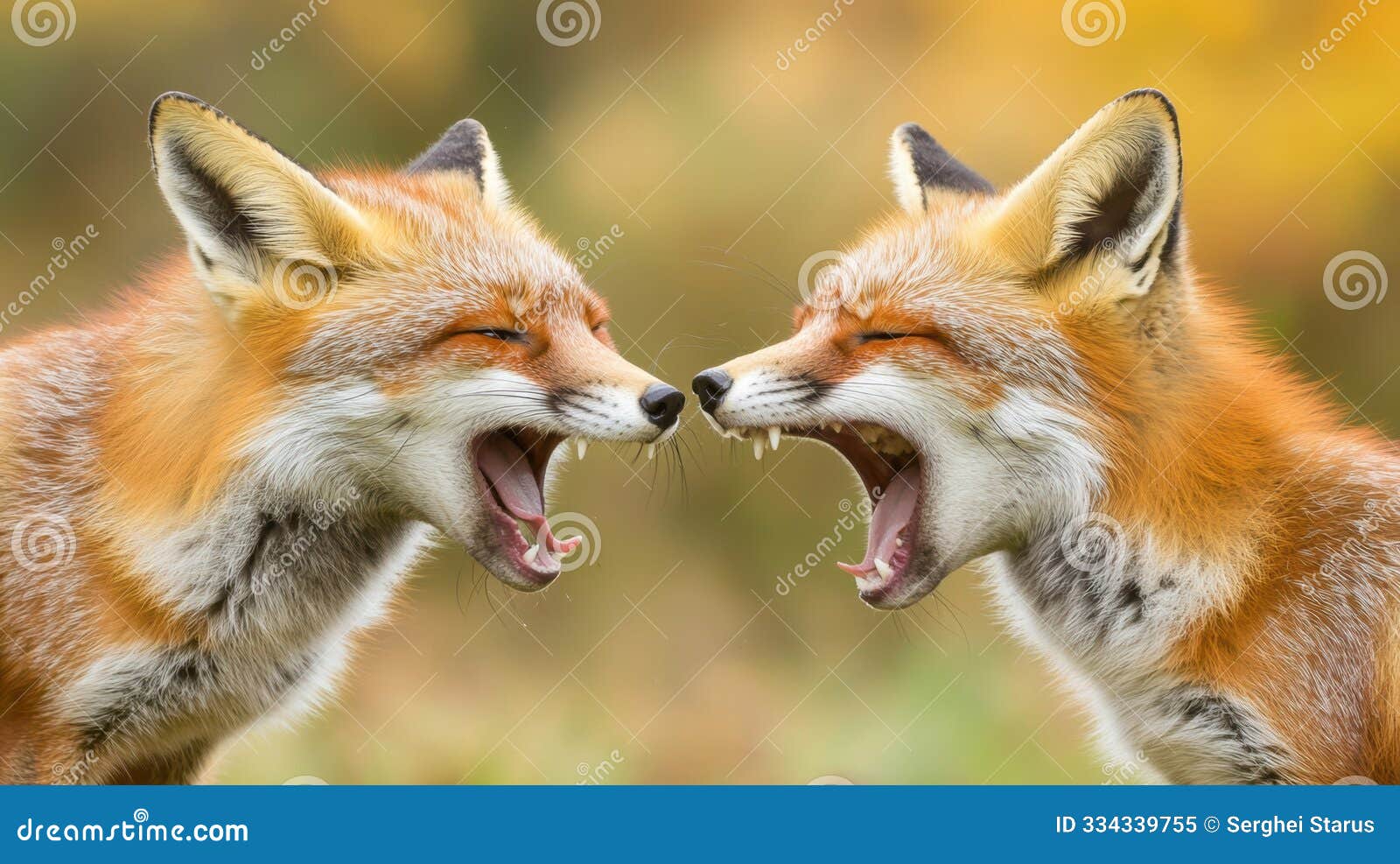 Two Foxes are Facing Each Other with Their Mouths Open, AI Stock Image ...