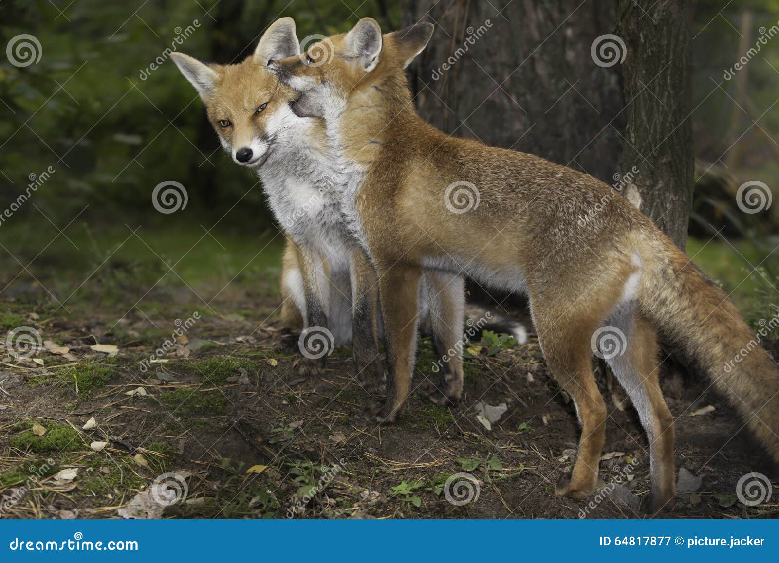 Two foxes in love stock image. Image of forest, play - 64817877