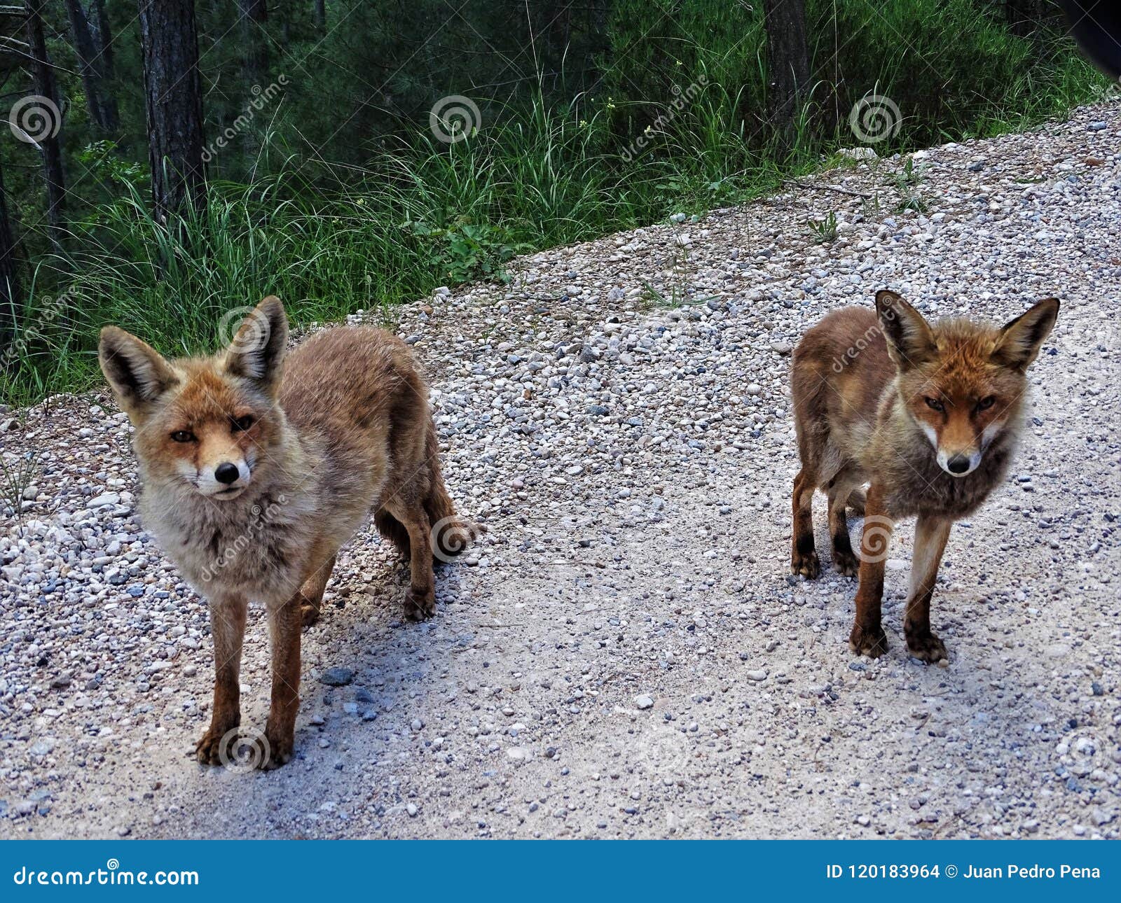 Two foxes on a path stock photo. Image of fauna, segura - 120183964