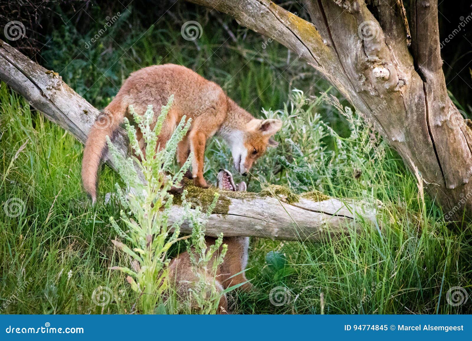 Two Foxes Playing Around a Tree Stock Image - Image of sunset, hair ...