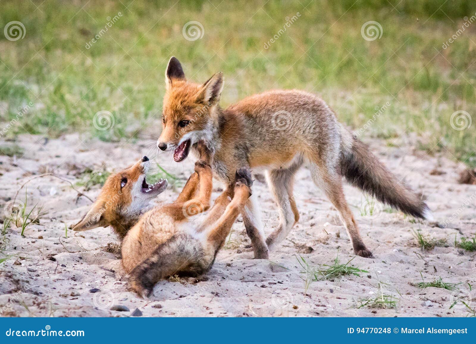 Two foxes playing in sand stock photo. Image of laying - 94770248