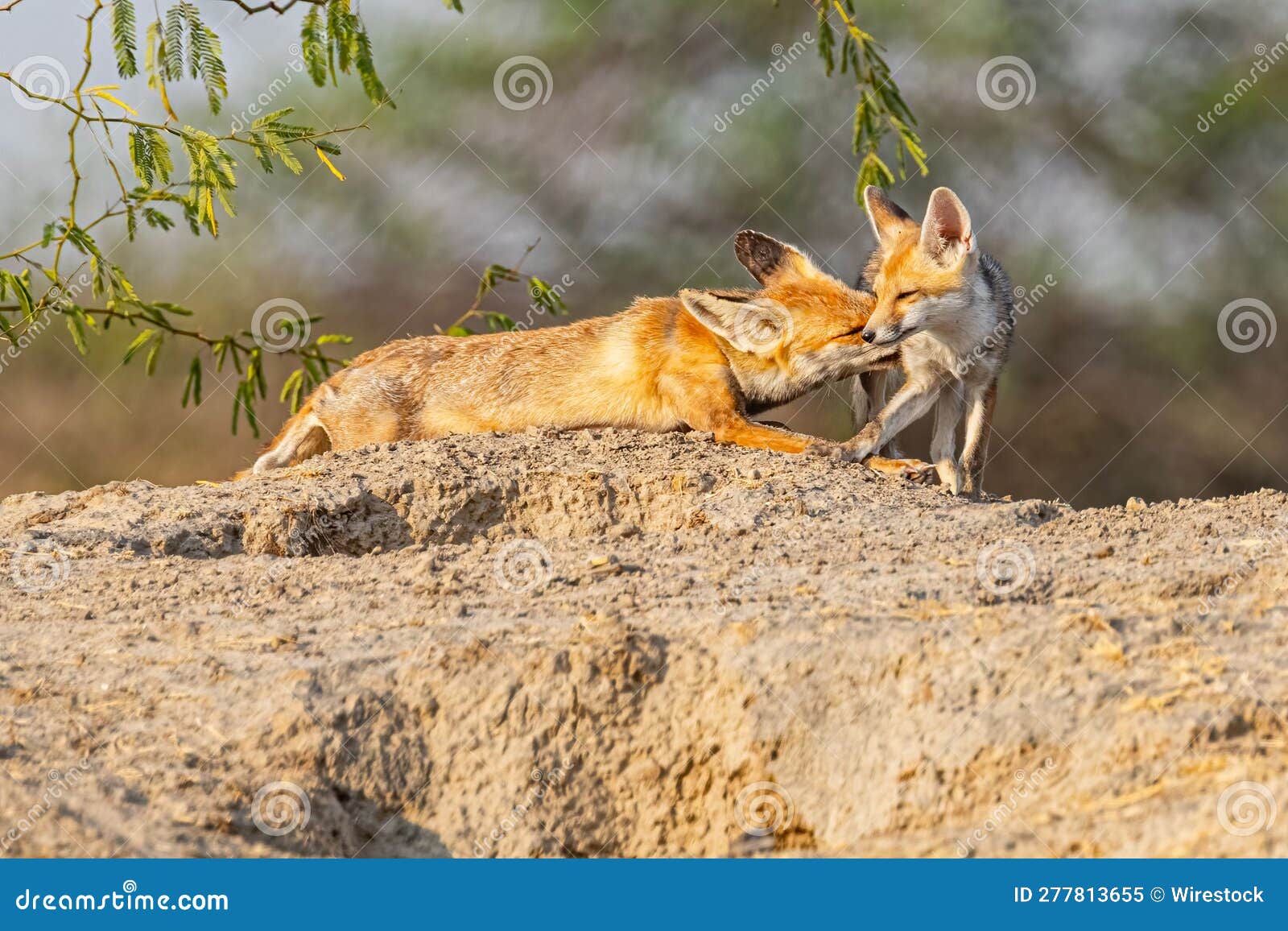 Two foxes playing together stock image. Image of natural - 277813655